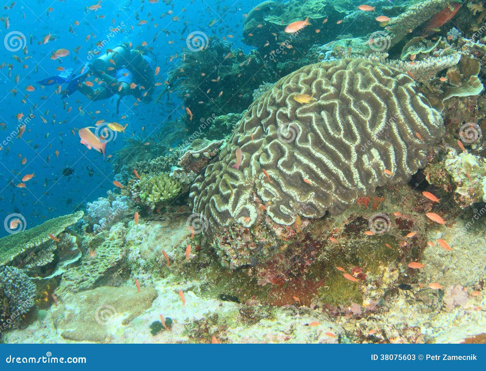 Diver on corral reef stock image. Image of indonesia - 38075603