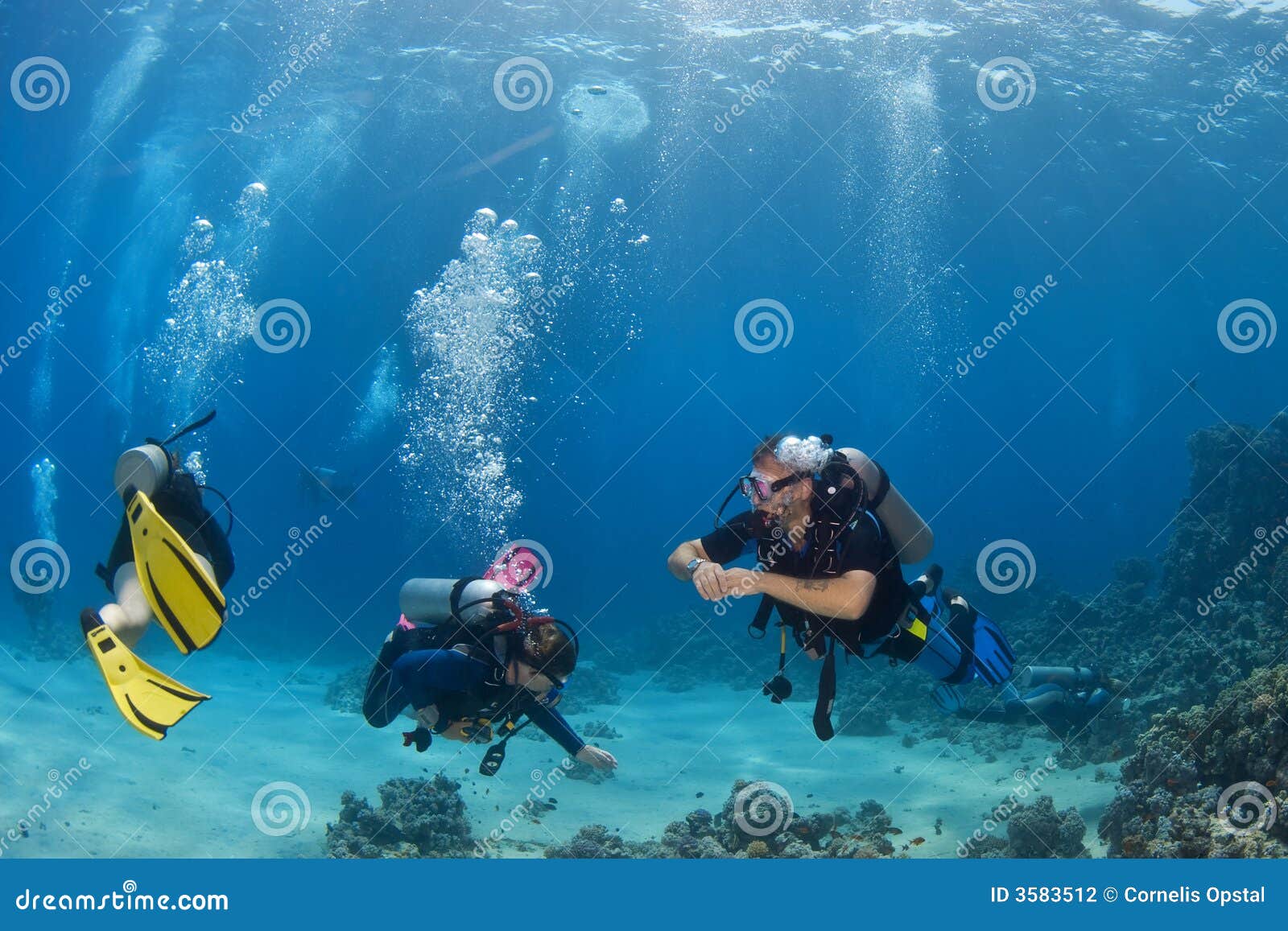 Diver couple on the reef stock photo. Image of pair, fish - 3583512