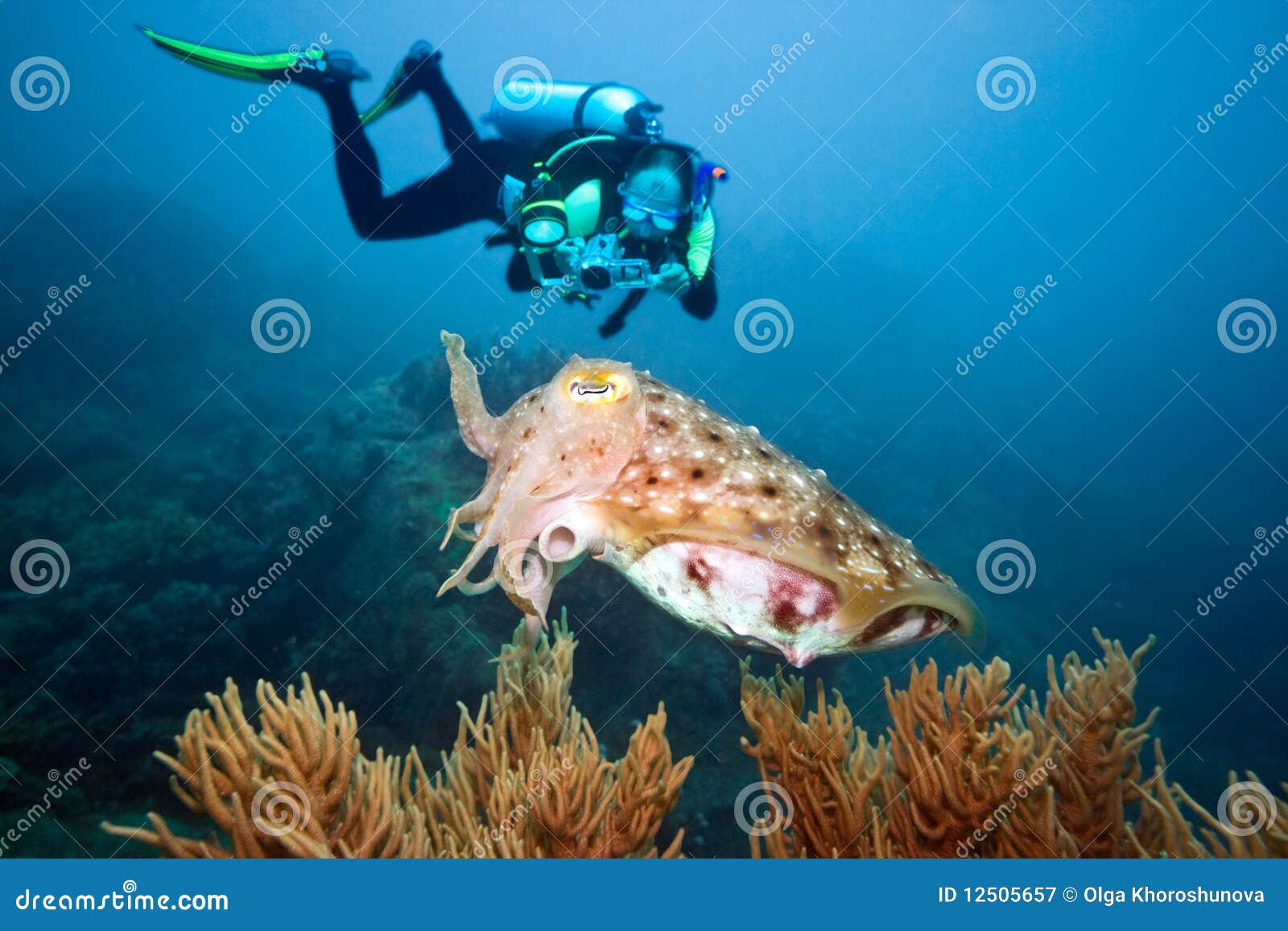 Diver and cuttlefish stock image. Image of islands, diving - 12505657