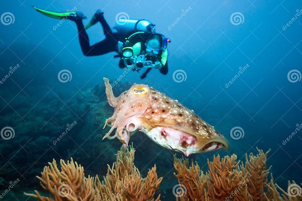 Diver and cuttlefish stock image. Image of islands, diving - 12505657
