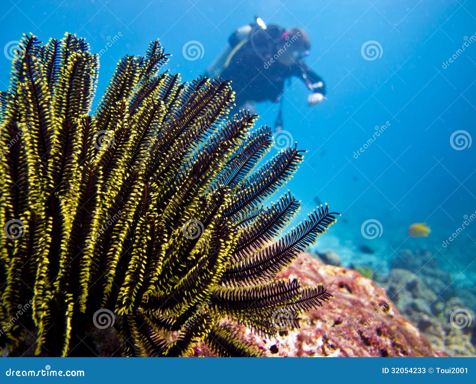 Diver and feather star stock image. Image of leisure - 32054233