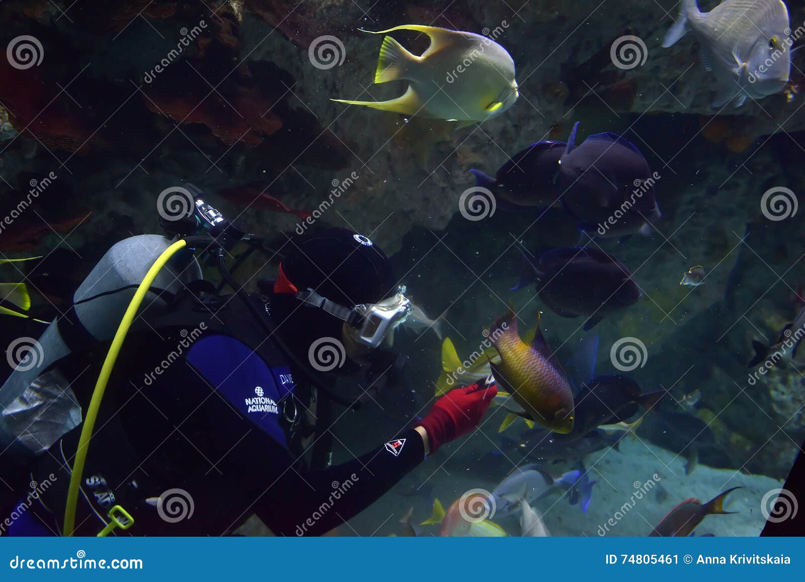 Diver Feeds the Fish in the Aquarium Editorial Photo - Image of extreme ...