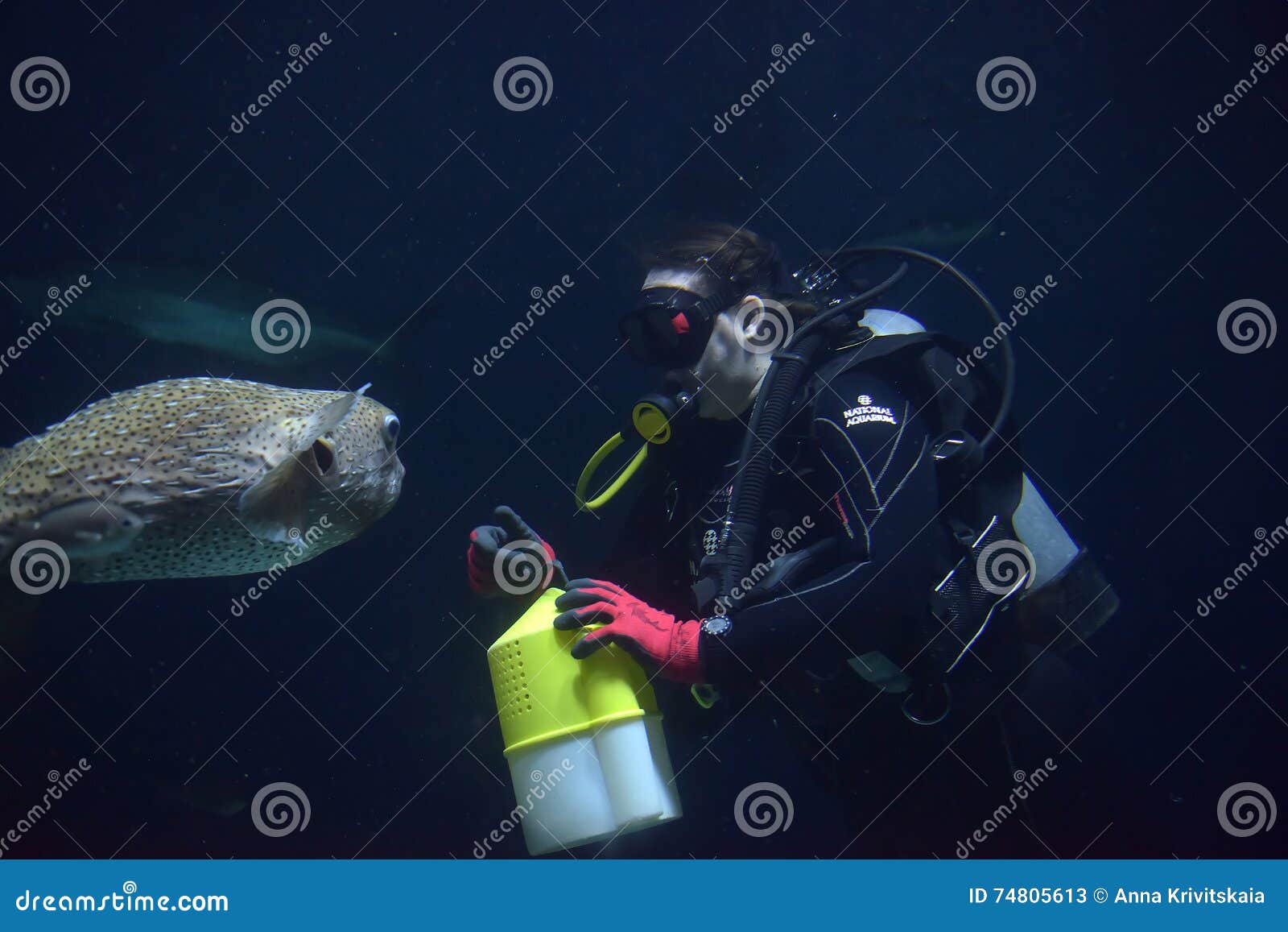 Diver Feeds the Fish in the Aquarium Editorial Stock Photo - Image of ...