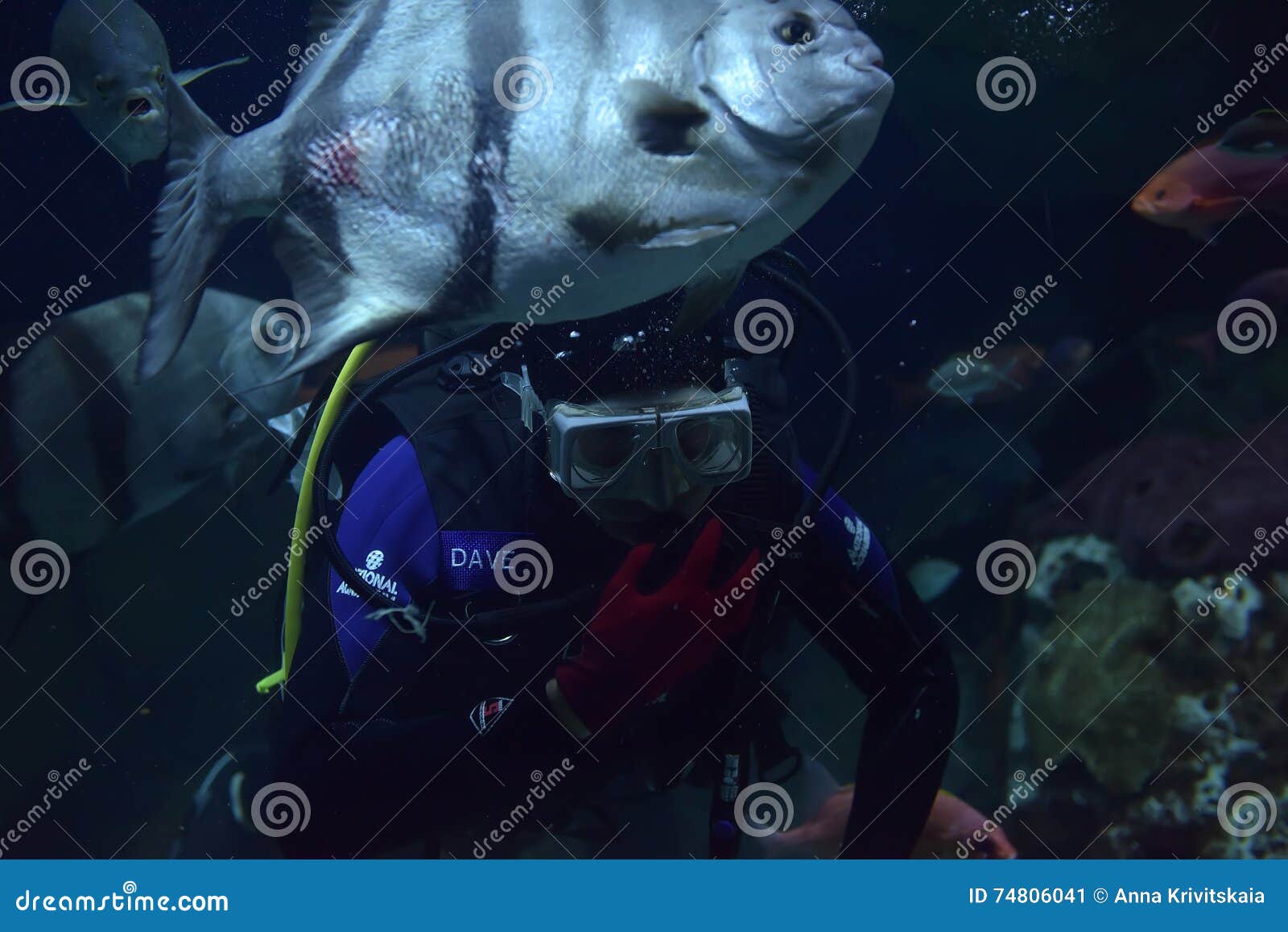 Diver Feeds the Fish in the Aquarium Editorial Photo - Image of ...