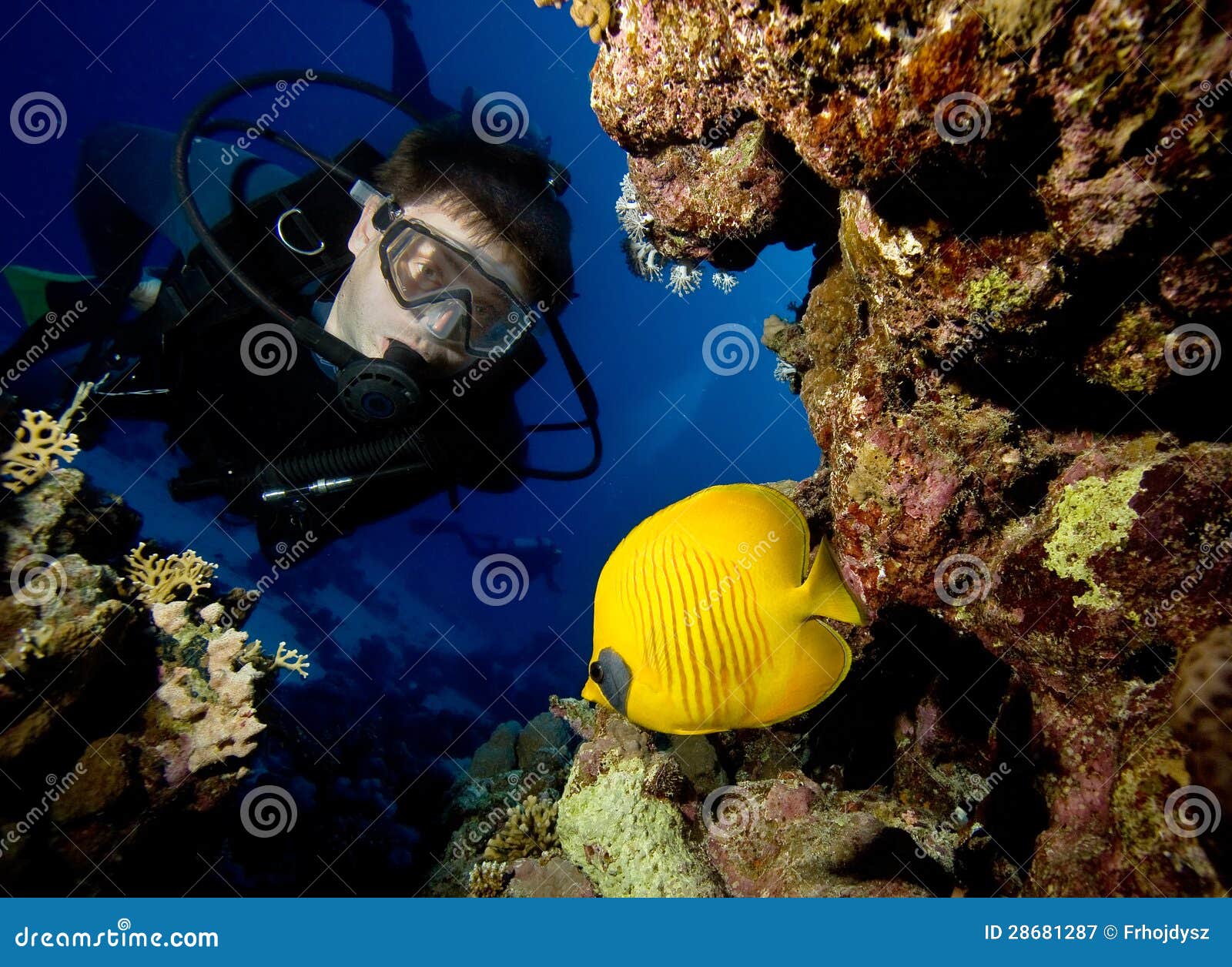 Diver and fish stock image. Image of hard, caribbean - 28681287