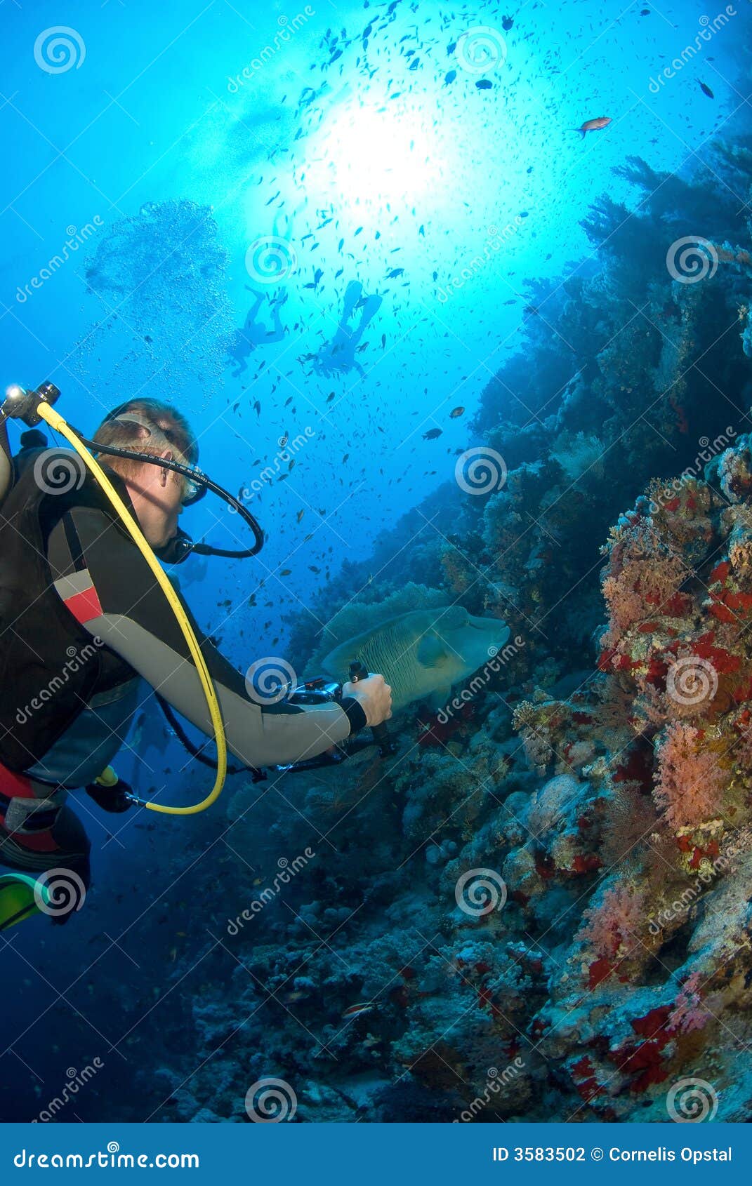 Diver with fish stock photo. Image of person, beautiful - 3583502