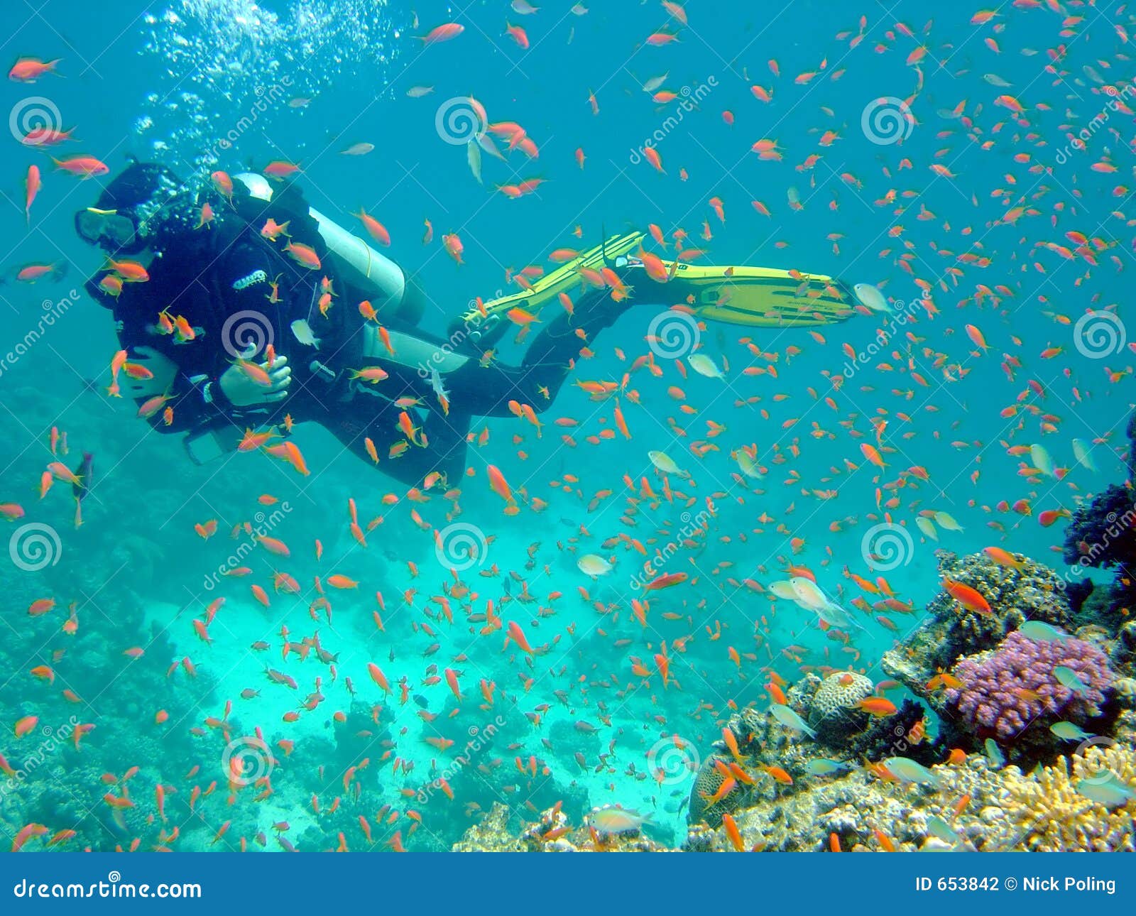 Diver with fish stock photo. Image of marine, serene, blue - 653842