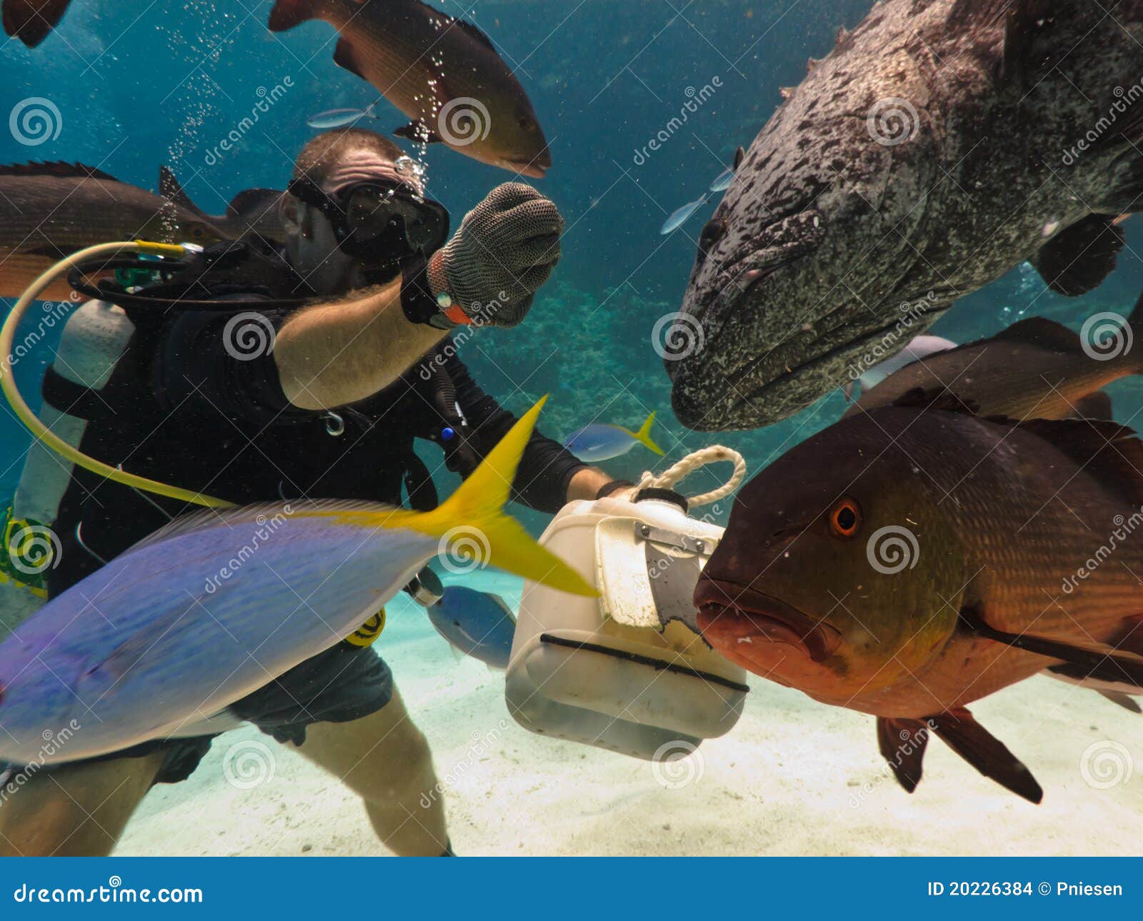 Diver Fish Feeding Great Barrier Reef Editorial Stock Image - Image of ...