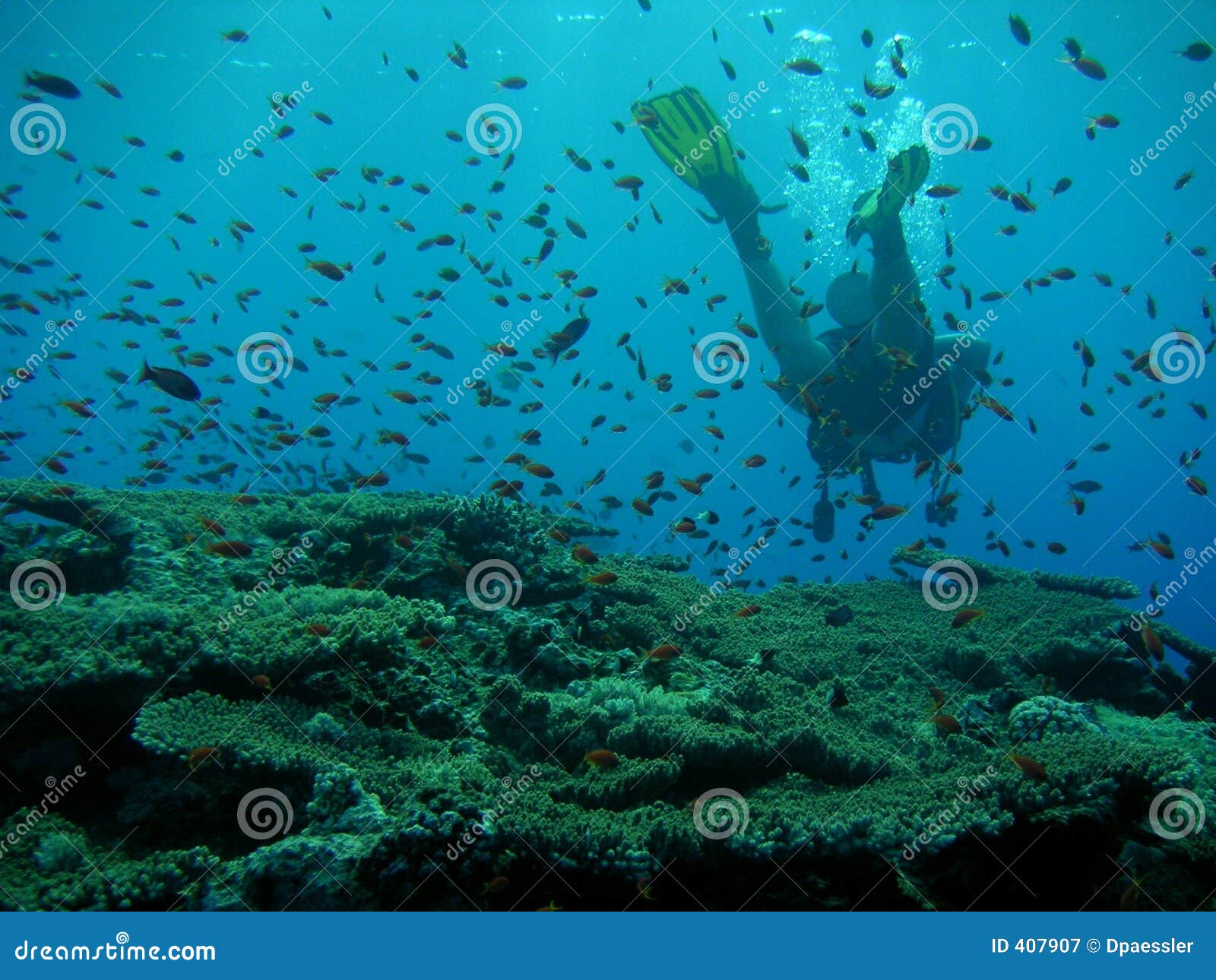 Diver and Fish on Top of a Reef Stock Image - Image of swarm, ocean: 407907