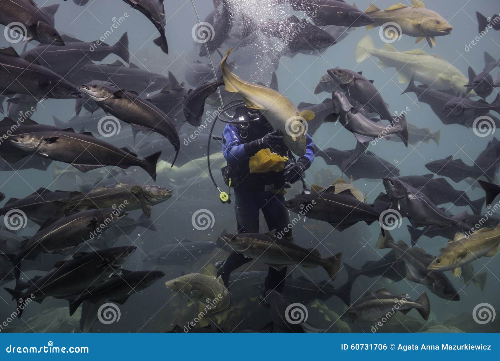 Diver and Fishes editorial photo. Image of fishes, attraction - 60731706