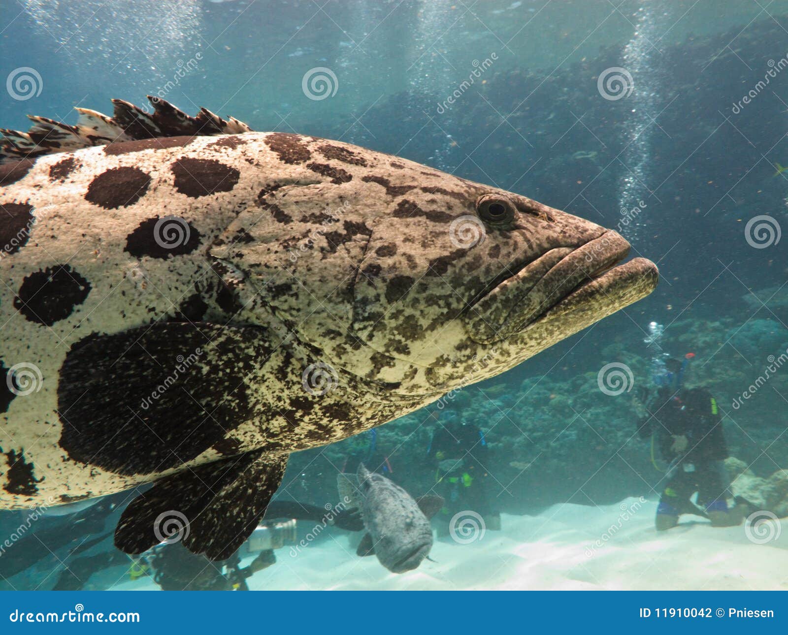Diver, Giant Potato Cod (Epinephelus Tukula) Stock Photo - Image of ...