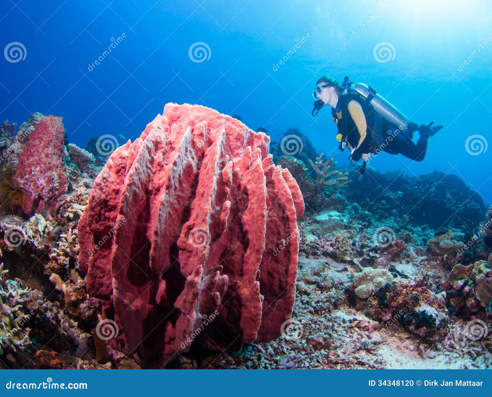 Diver and giant sponge stock photo. Image of woman, fish - 34348120