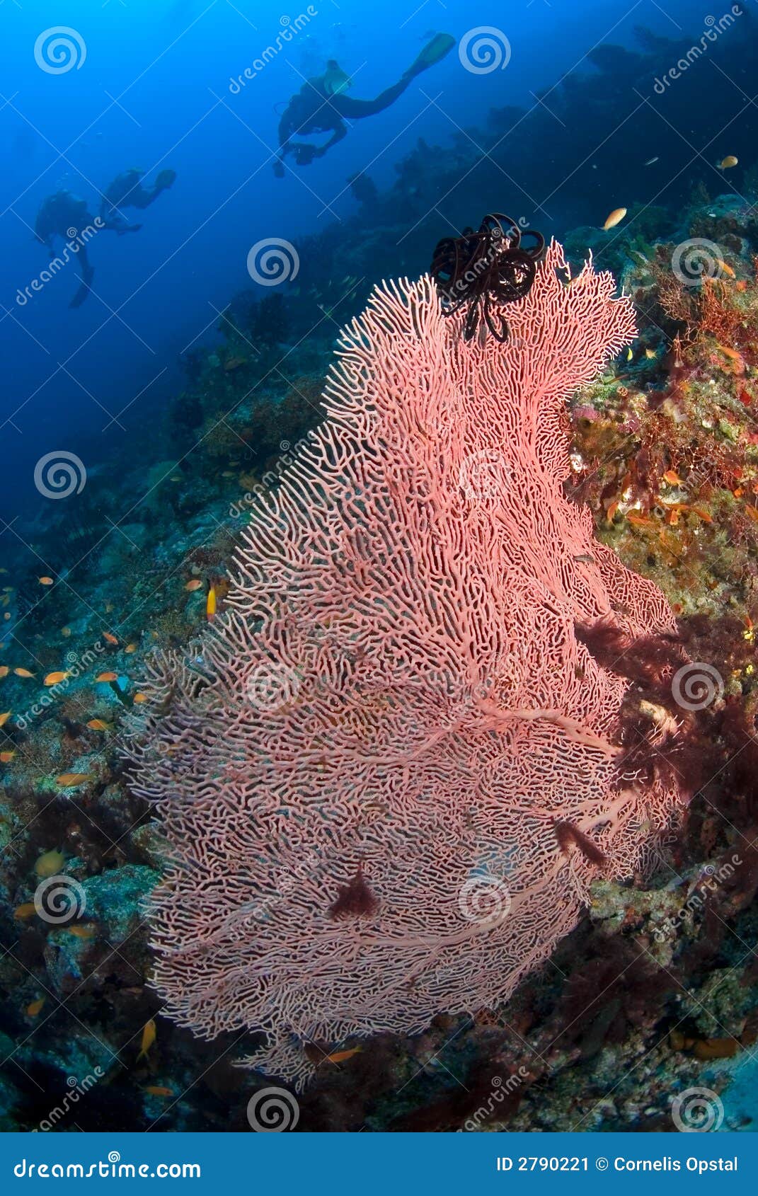 Diver and Gorgone coral stock image. Image of person, shell - 2790221