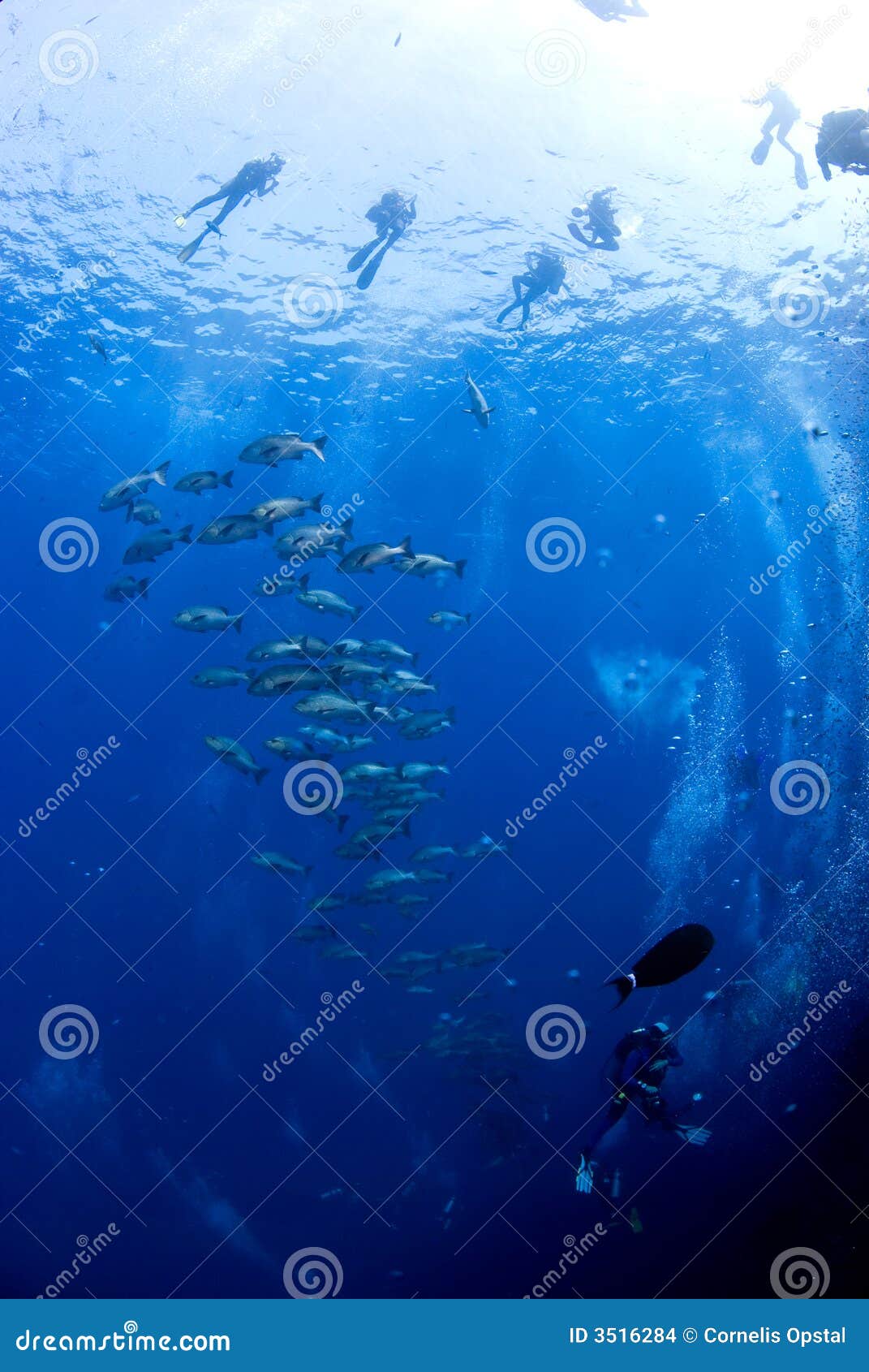Diver group with fish stock photo. Image of life, water - 3516284