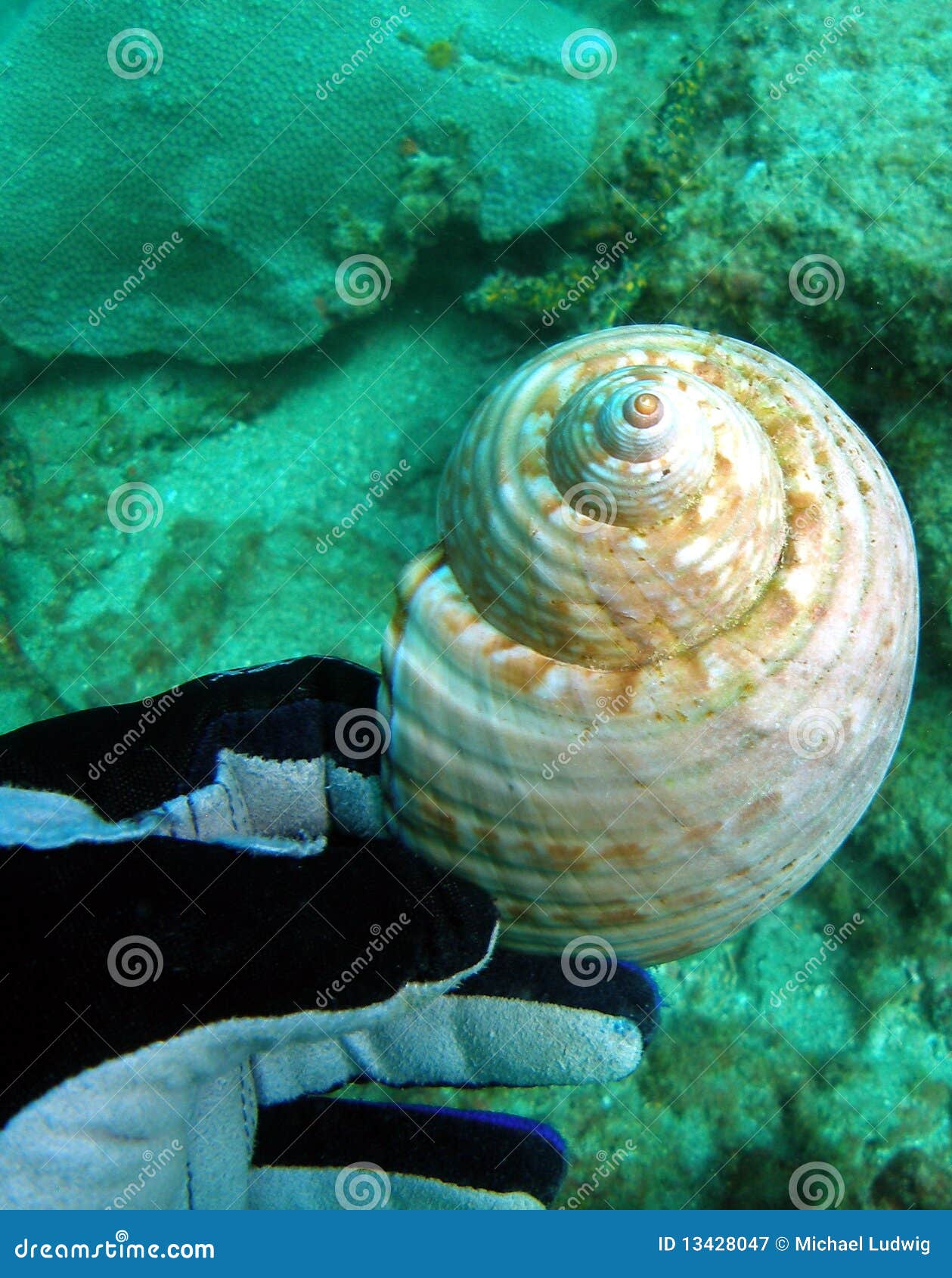 Diver holds shell stock image. Image of holds, mound - 13428047