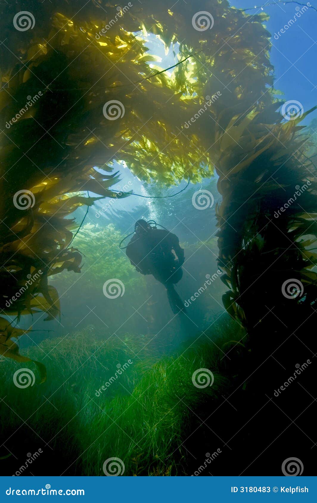 Diver in Kelp stock image. Image of space, zostra, outer - 3180483