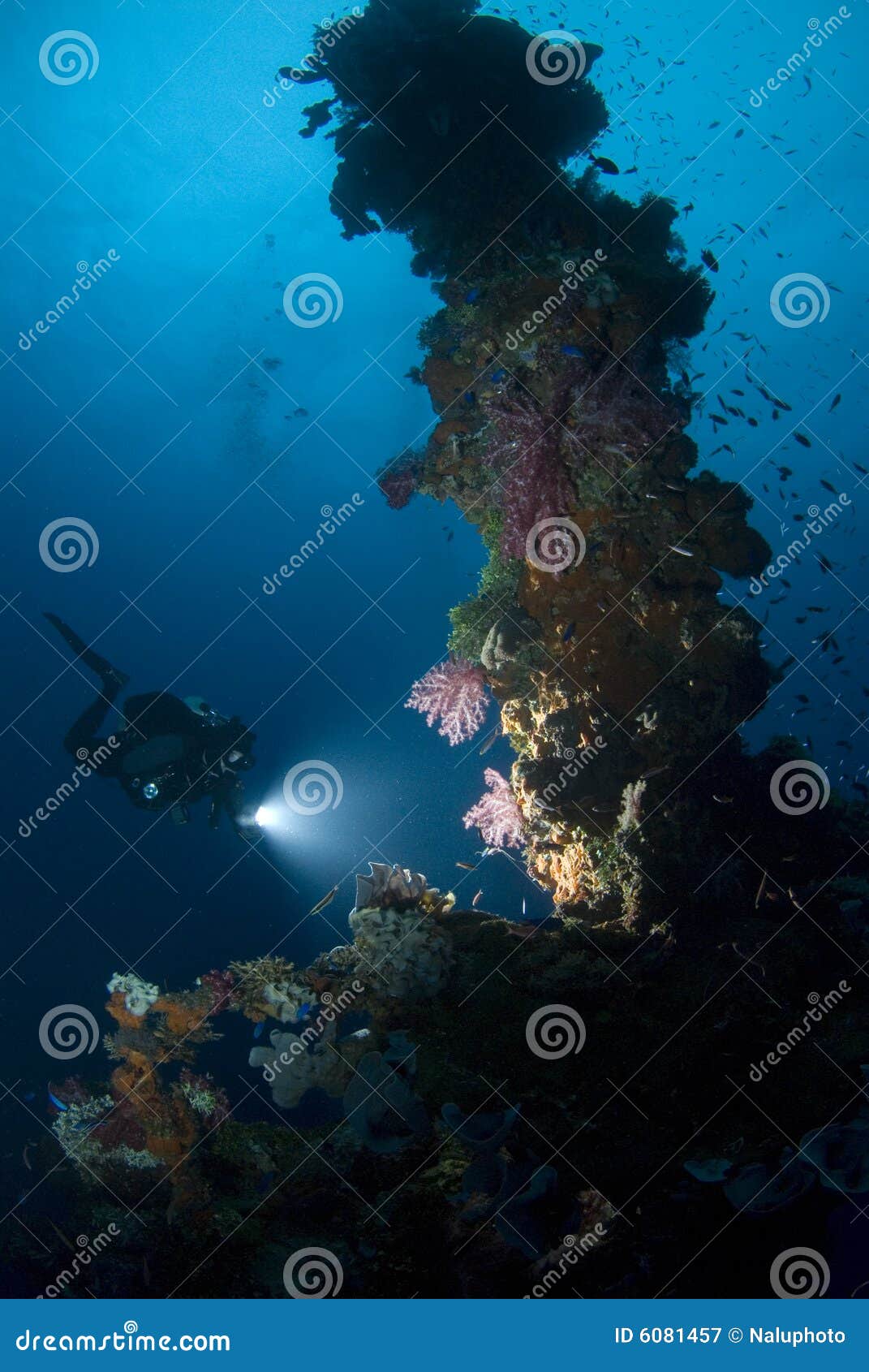 Diver with Light on Forward Mast Stock Image - Image of fish, dive: 6081457