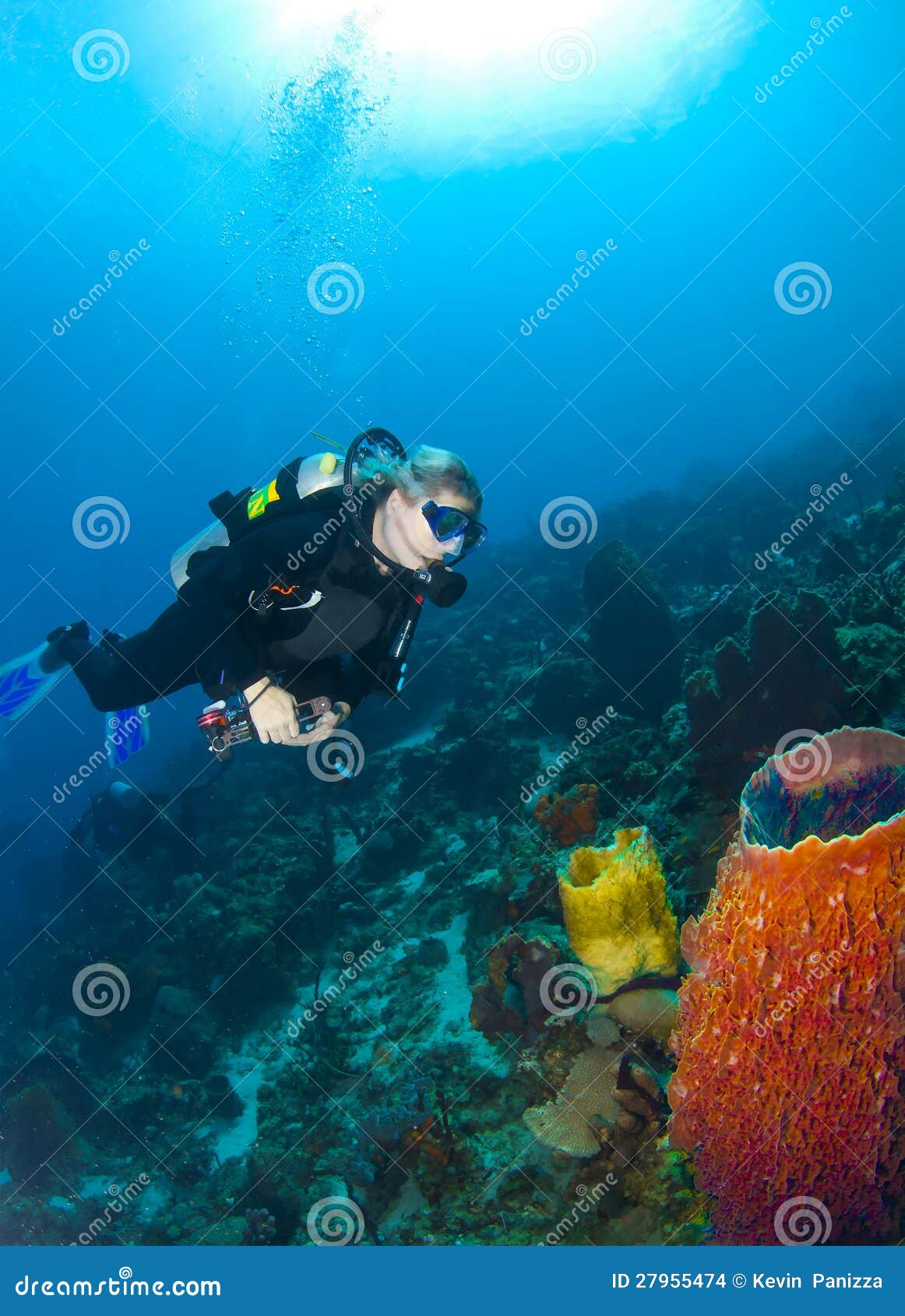 Diver Looking at Sponges in St Lucia Stock Photo - Image of underwater ...