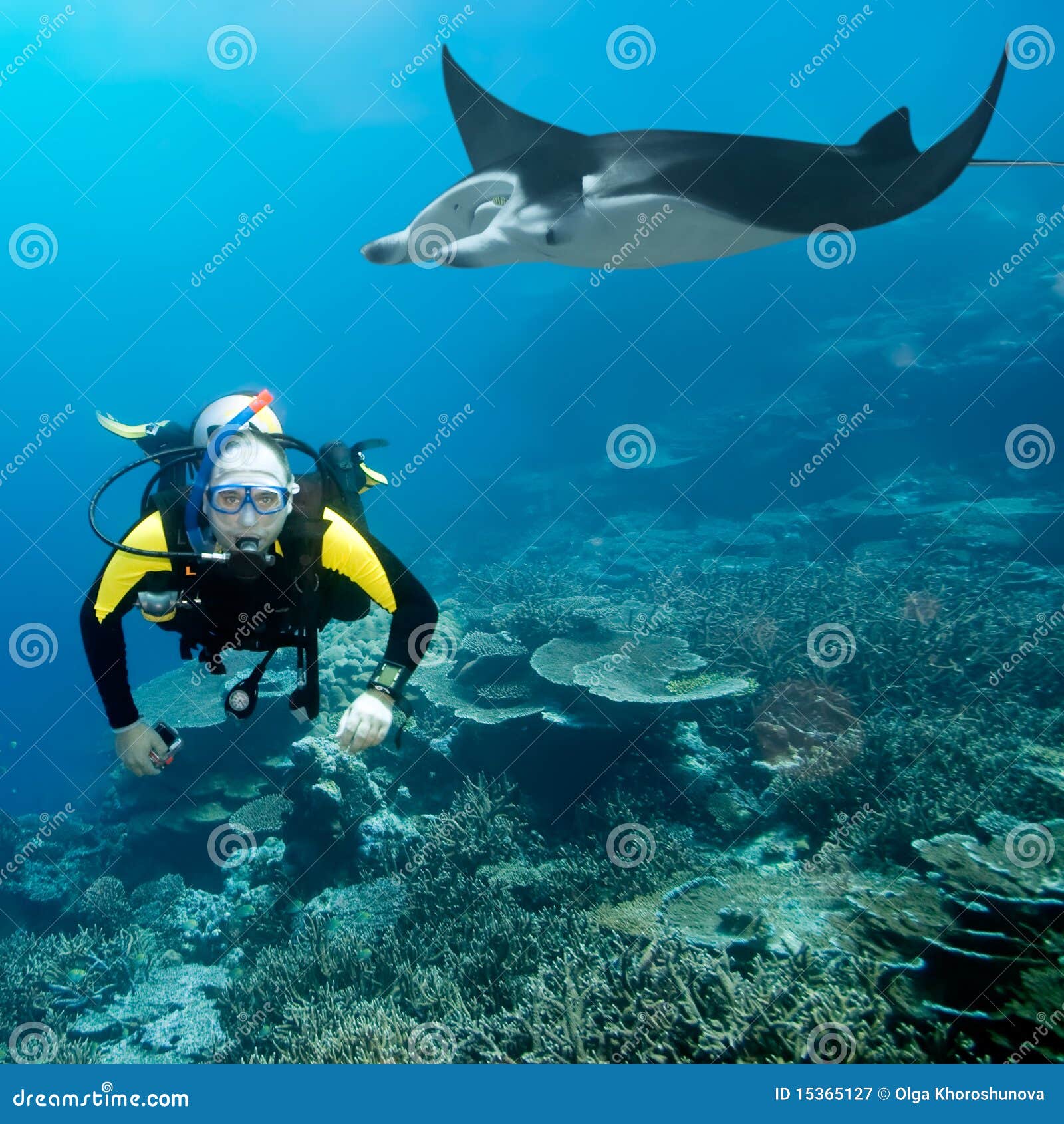 Manta Underwater In The Blue Ocean Background Royalty-Free Stock ...