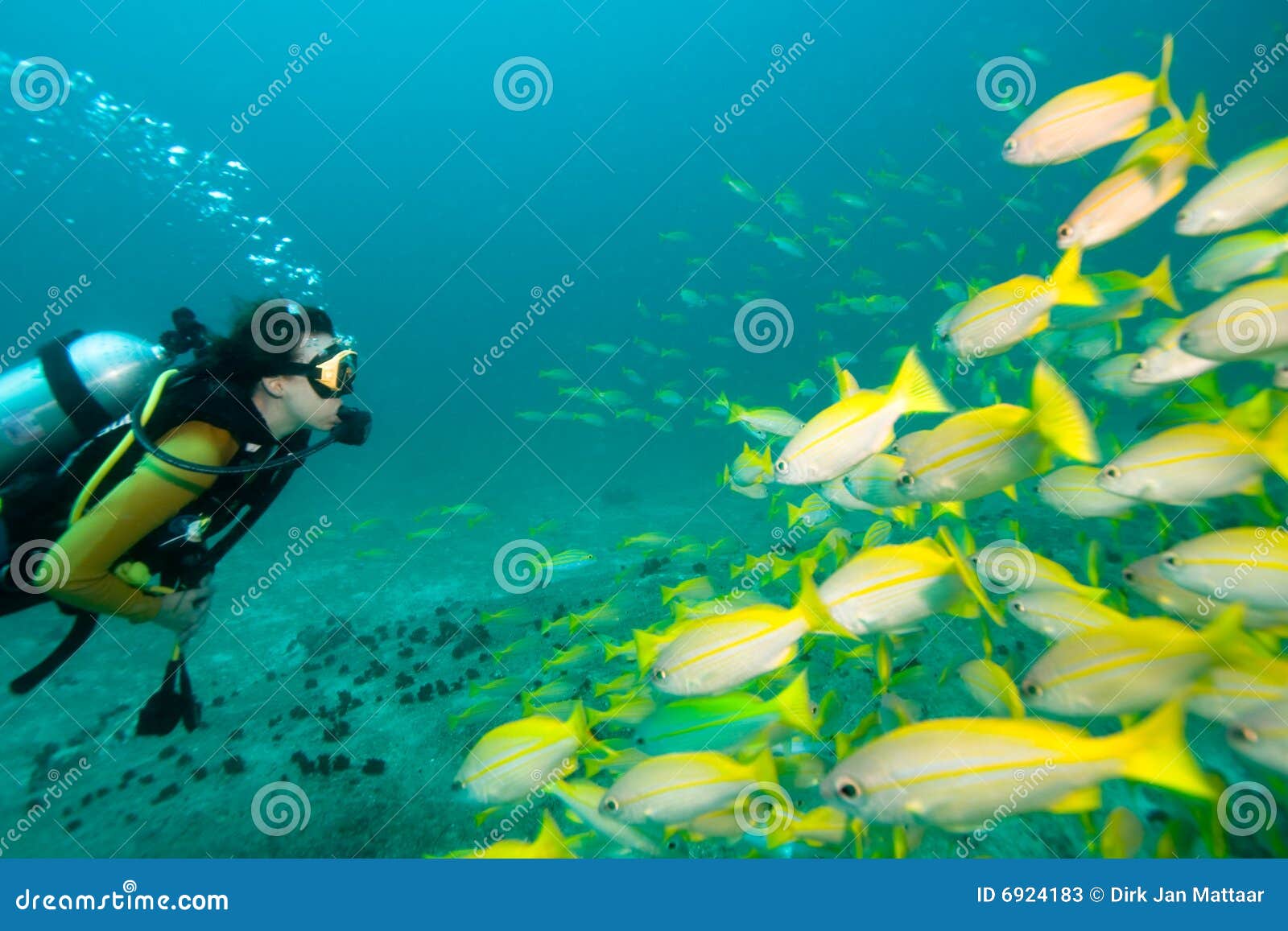 Diver meets fish stock image. Image of underwater, seychelles - 6924183