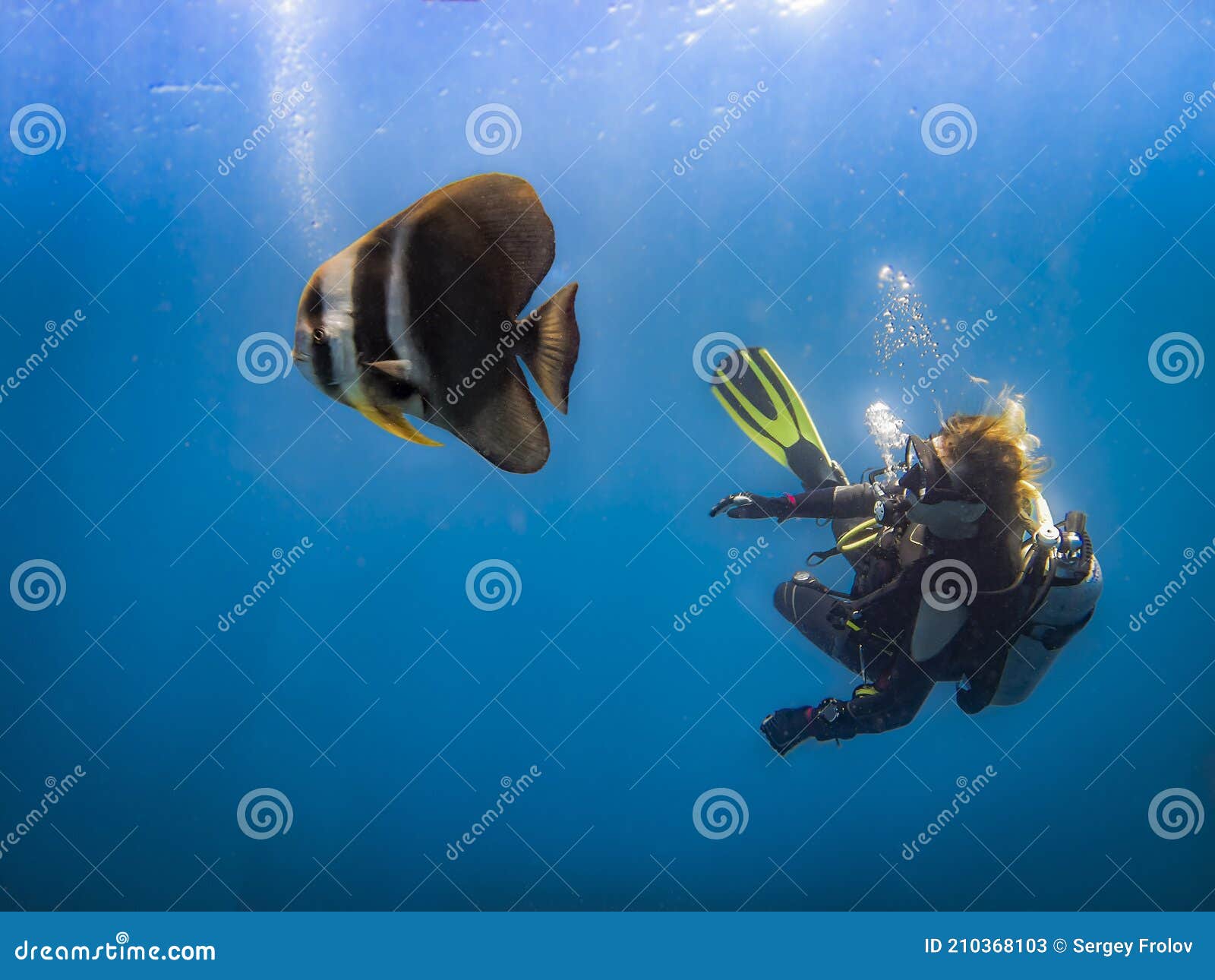 Diver Met a Large Spade Fish in Blue Water in the Indian Ocean Stock ...