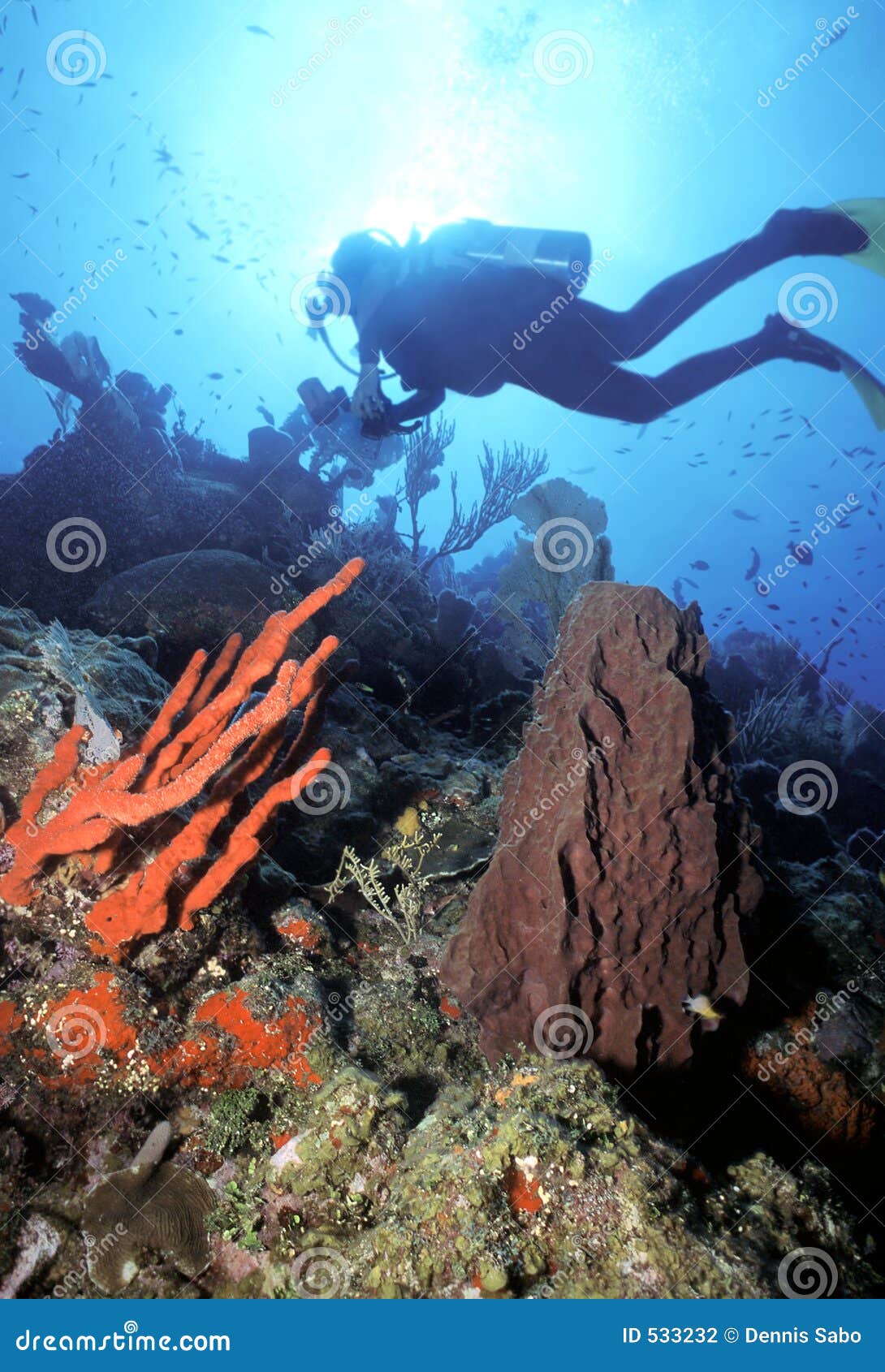 Diver n Red Finger Sponge stock photo. Image of seascape - 533232