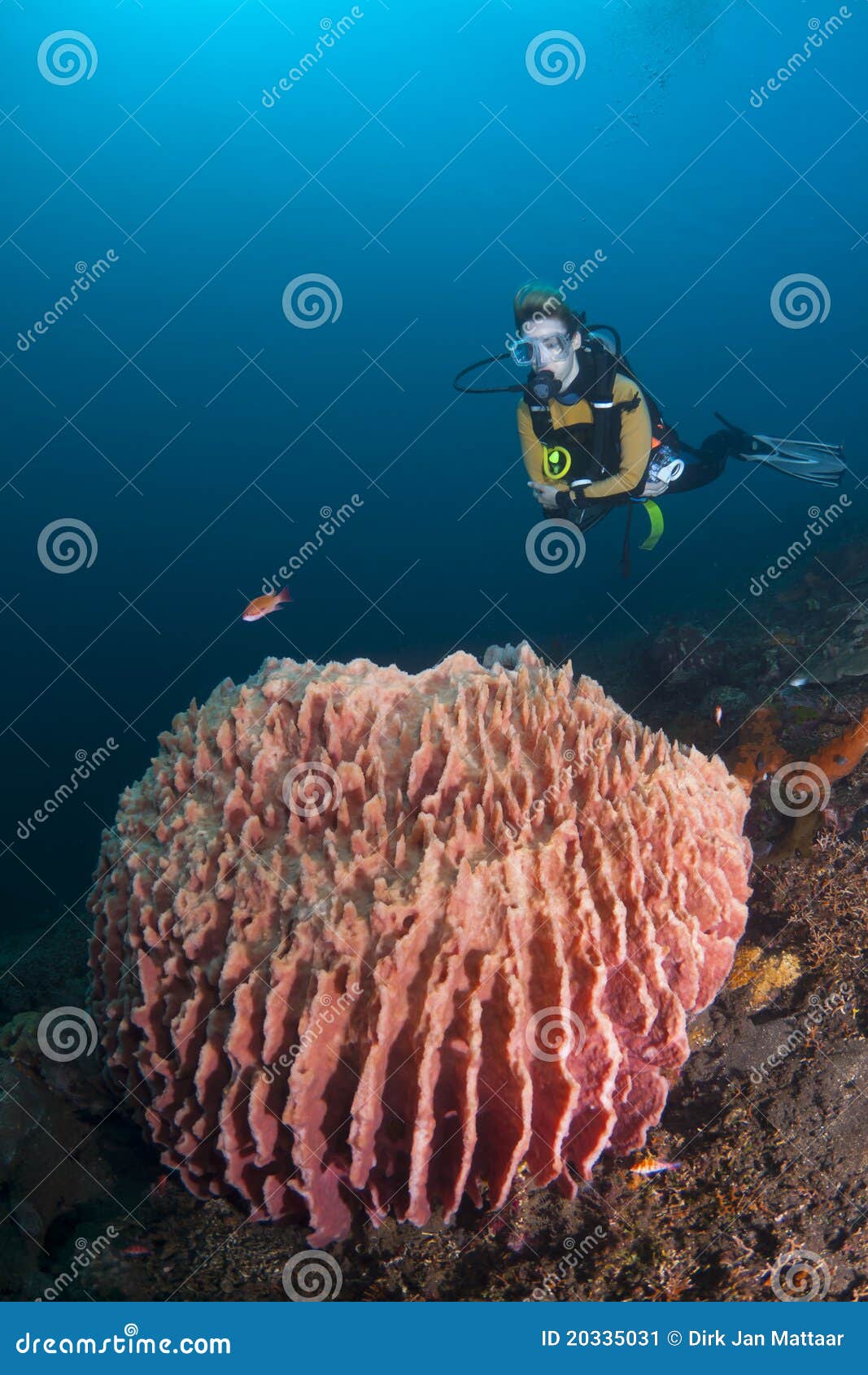 Diver over barrel sponge stock image. Image of nature - 20335031