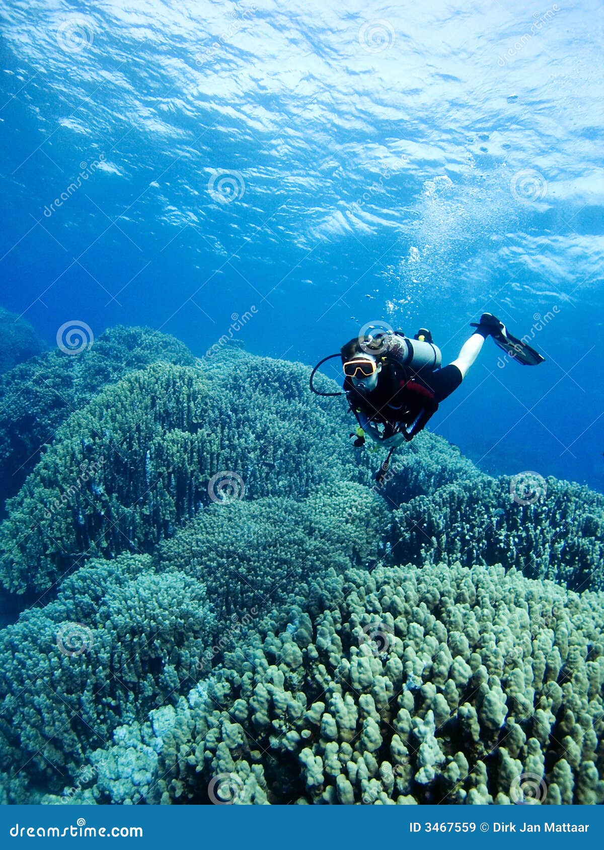 Diver over coral reef stock image. Image of ocean, scuba - 3467559
