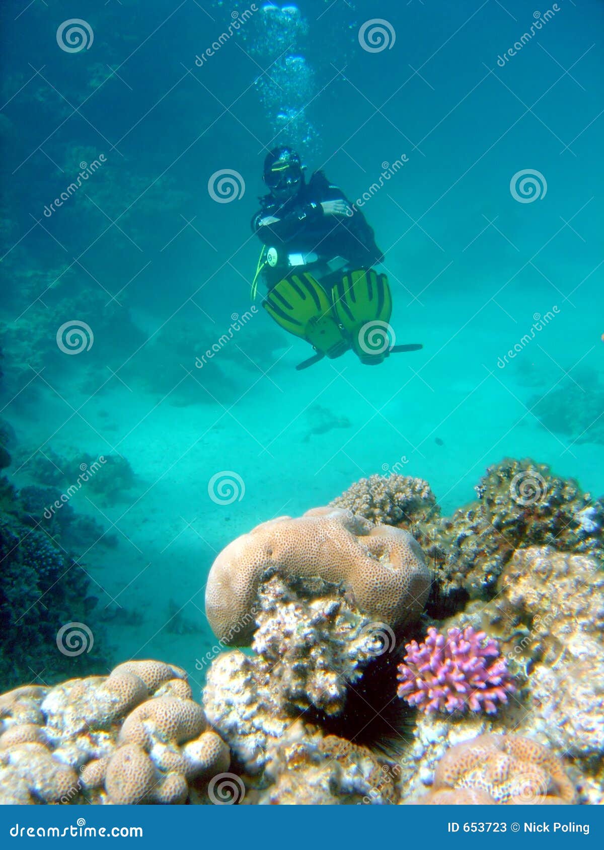 Diver over coral reef stock image. Image of explorer, sunlight - 653723