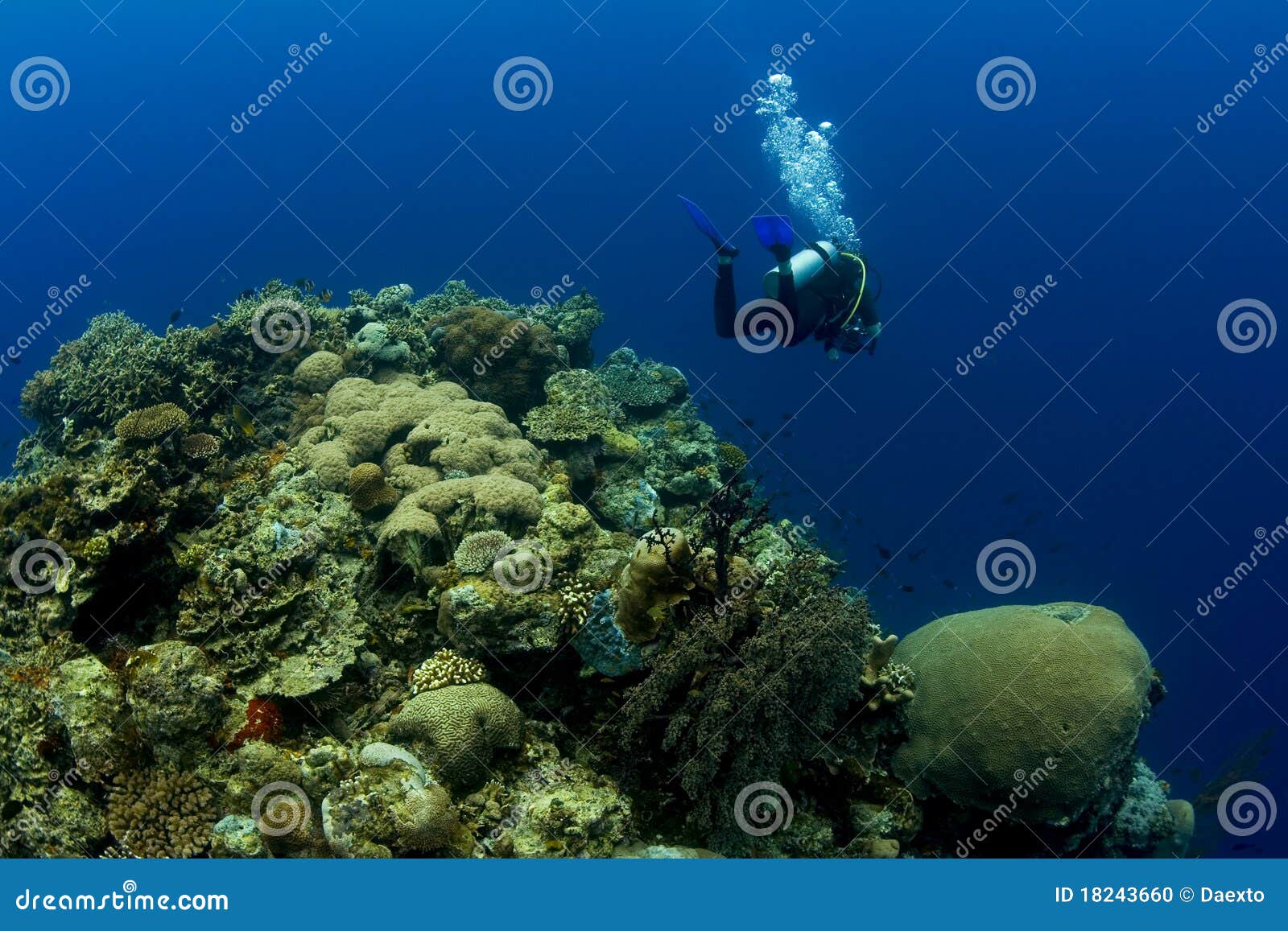 Diver Over Coral Reef Pinnacle Stock Photo - Image of diver, dive: 18243660