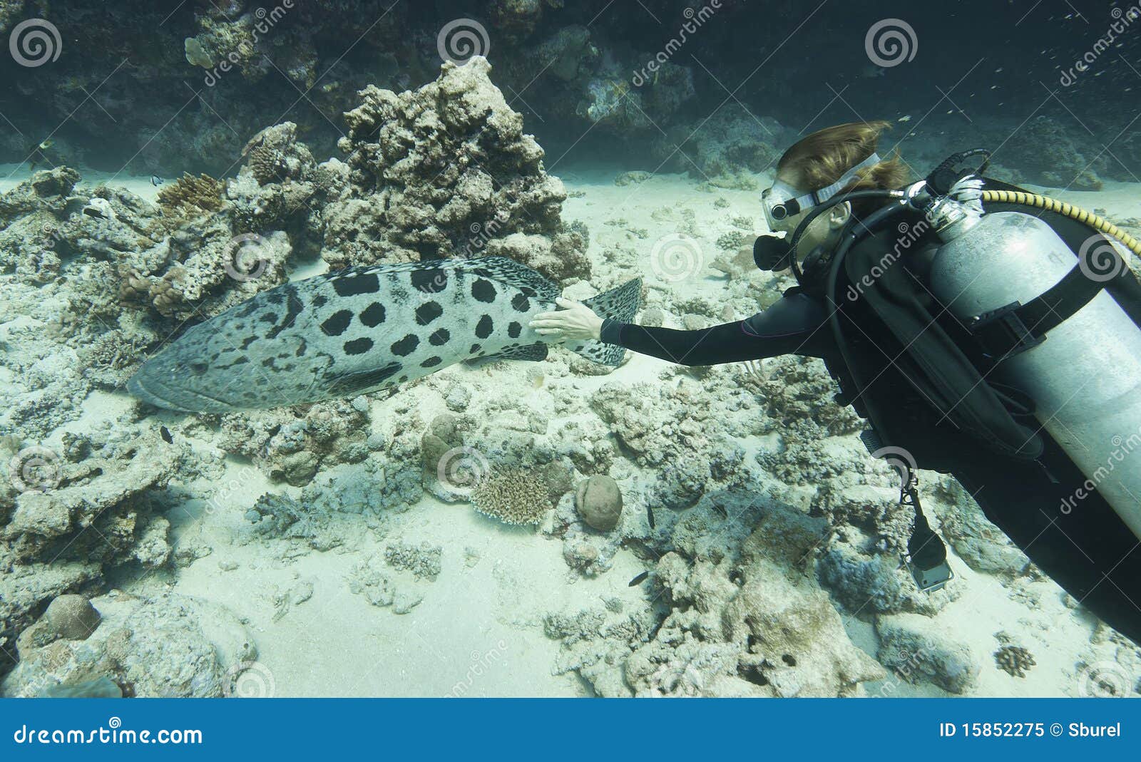 Diver Petting a Giant Potato Cod Stock Image - Image of queensland ...
