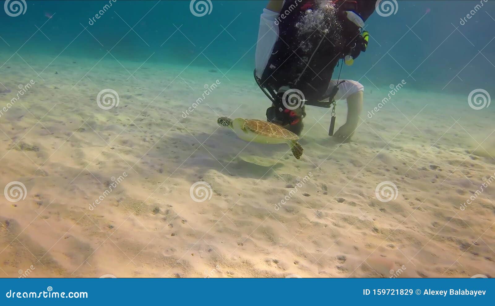 Upside Down Turtle Stock Footage & Videos - 3 Stock Videos