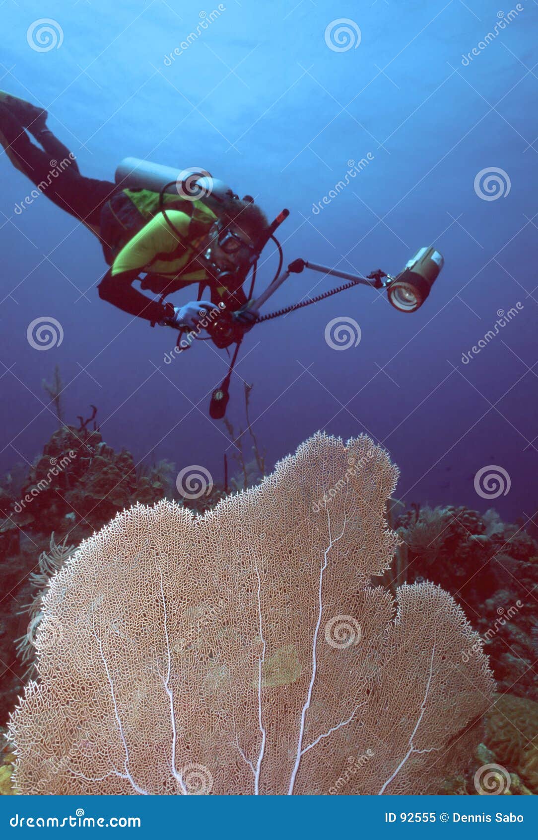 Diver and Purple Sea Fan stock image. Image of outdoor, environment - 92555