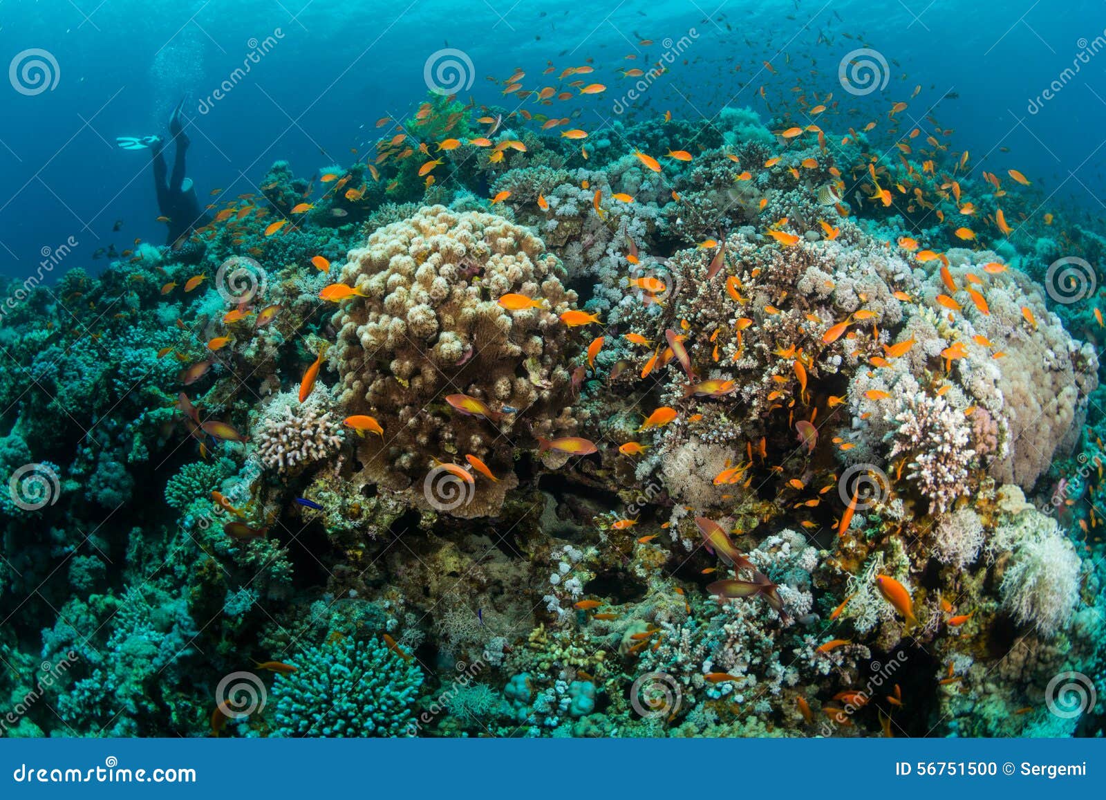 Diver on the reaf stock photo. Image of adventure, ocean - 56751500