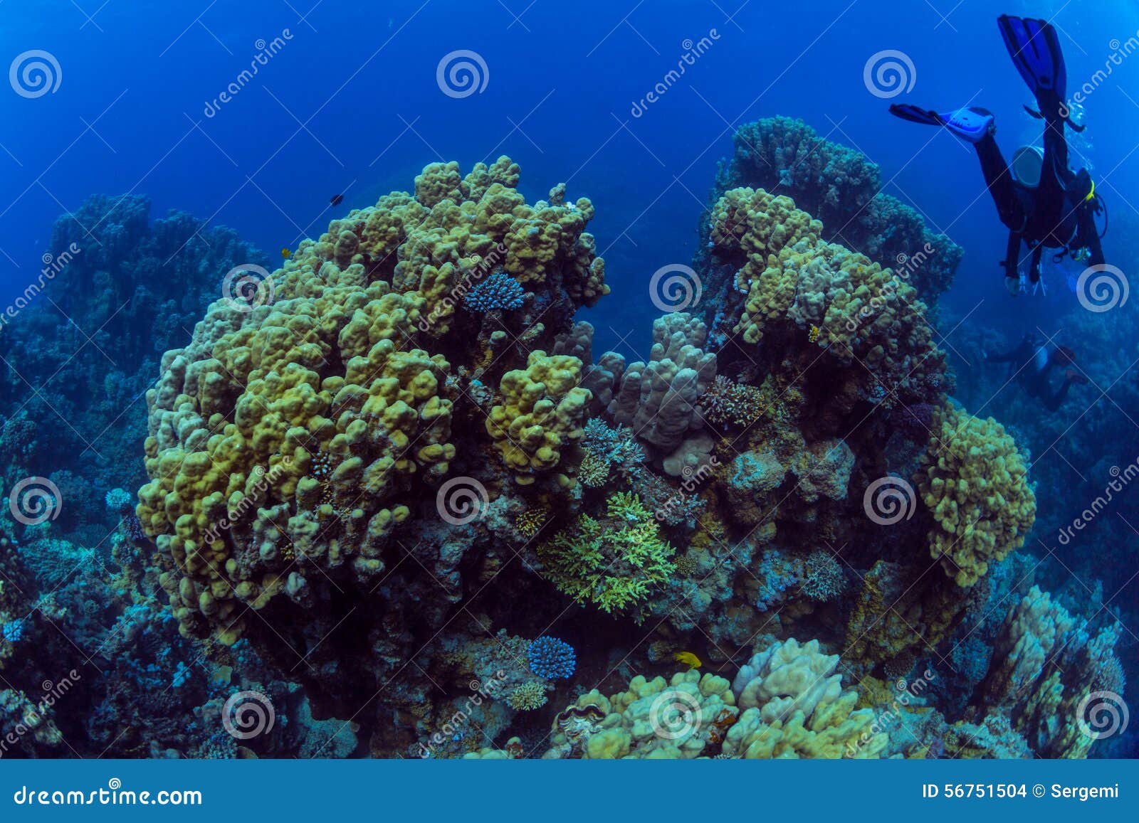 Diver on the reaf stock photo. Image of plant, activity - 56751504