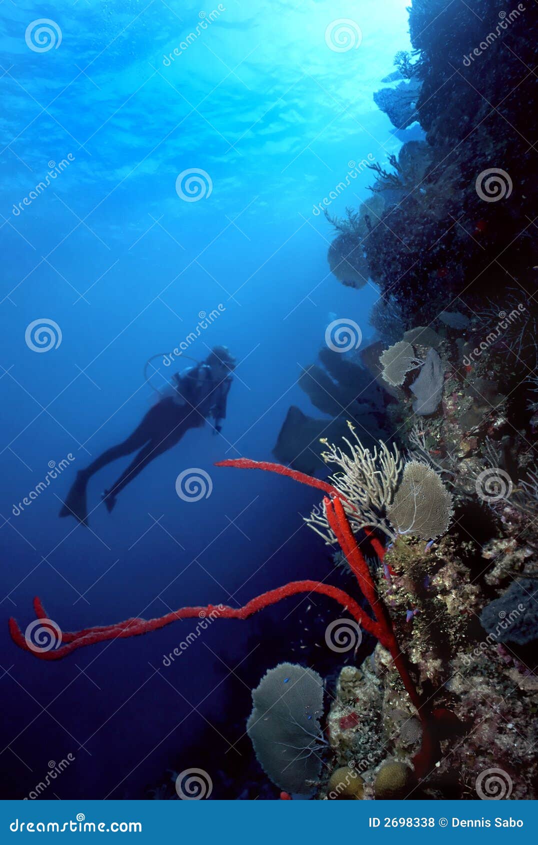 Diver and Red Finger Sponge Stock Photo - Image of reef, color: 2698338