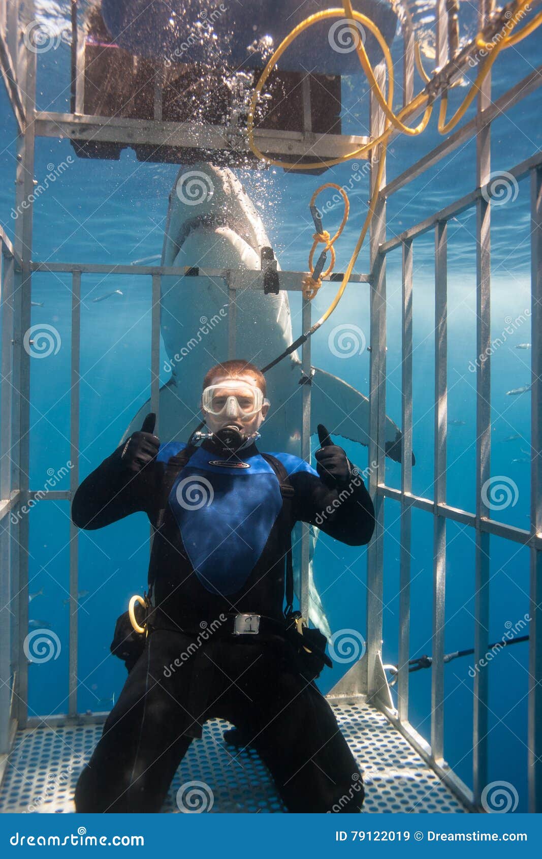 Diver in shark cage editorial stock image. Image of thumbs - 79122019