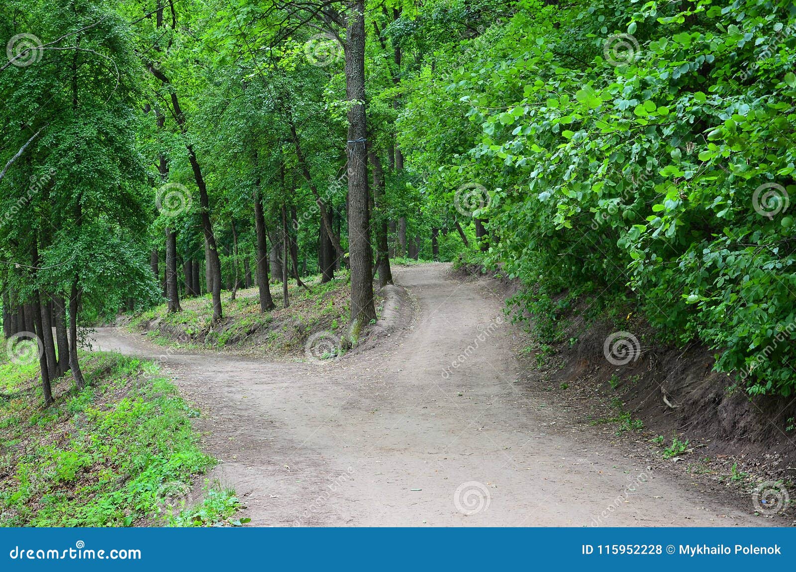 Divergence of Paths in the Forest. Crossroads among Many Tree Stock ...