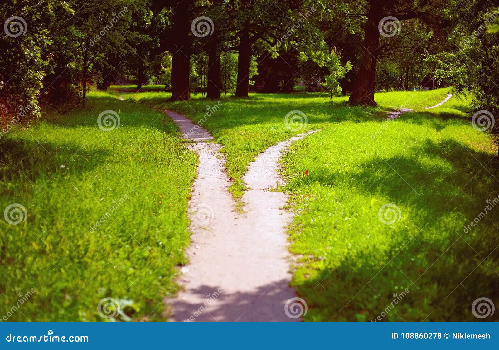 Divergence Of Paths: A Wide Asphalt Road In The Park Is Divided Into ...