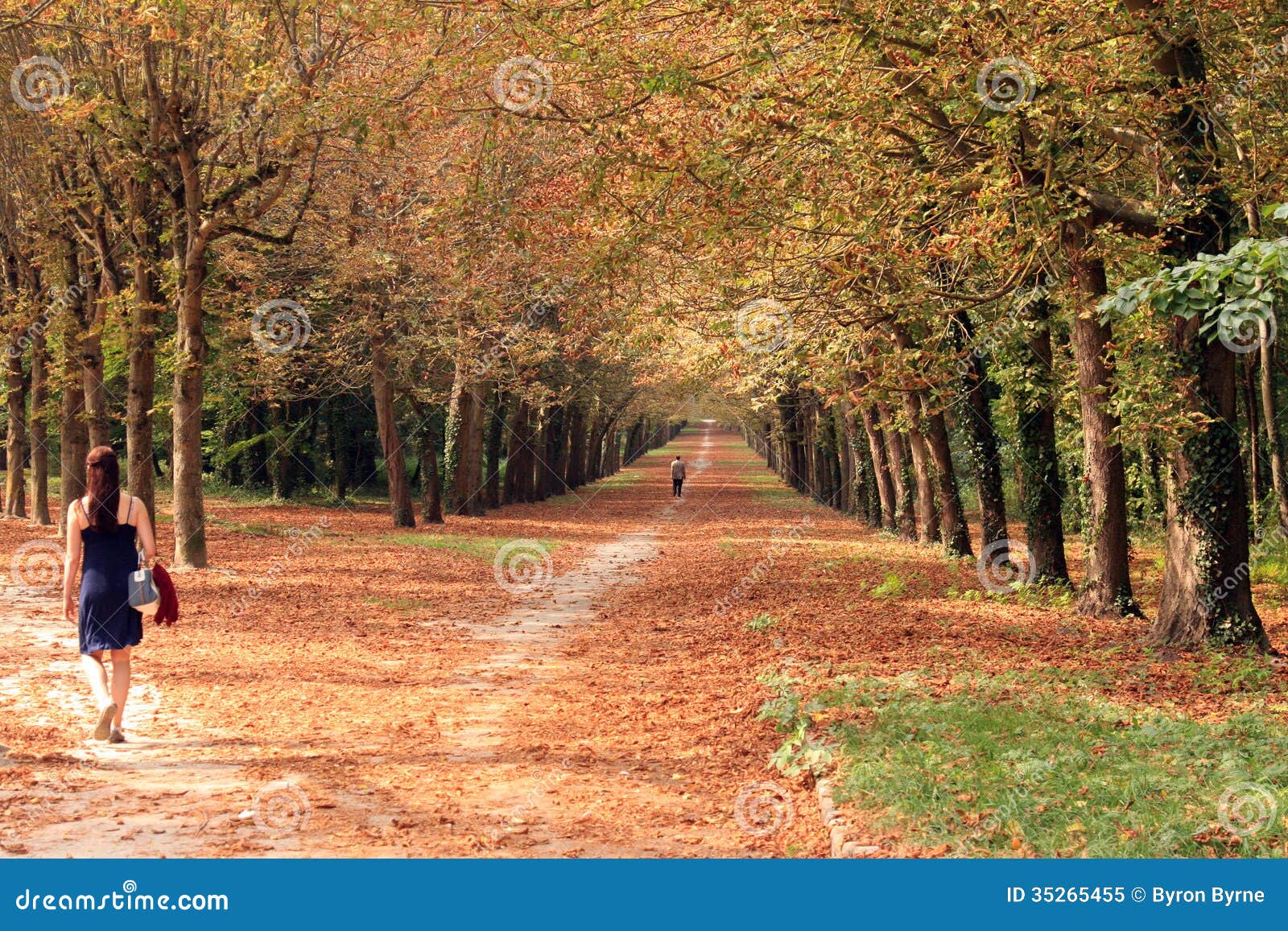 Divergent paths in autumn stock image. Image of decision - 35265455