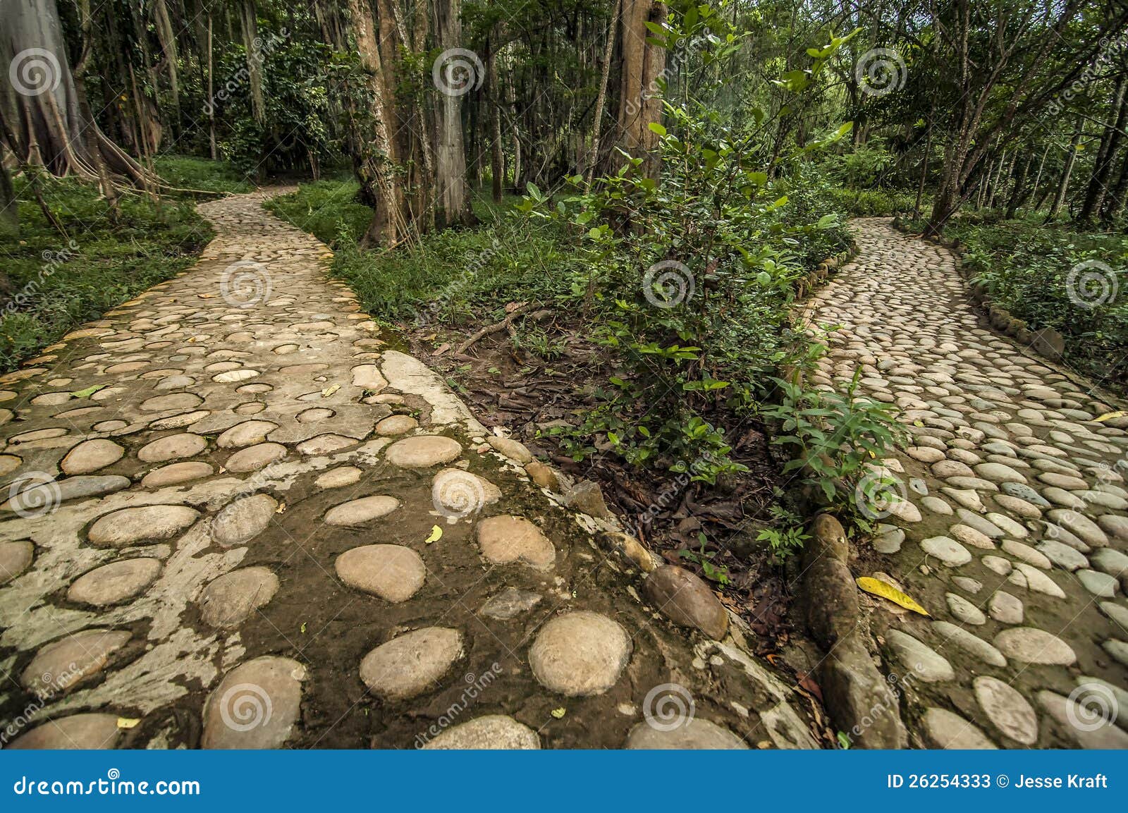 Two Diverging Paths In A Lush Green Park In Sydney Stock Photography ...