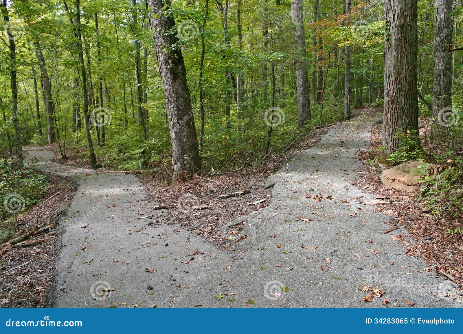 Two Diverging Paths In A Lush Green Park In Sydney Stock Photography ... Two Diverging Paths In A Lush Green Park In Sydney Stock Photography ...