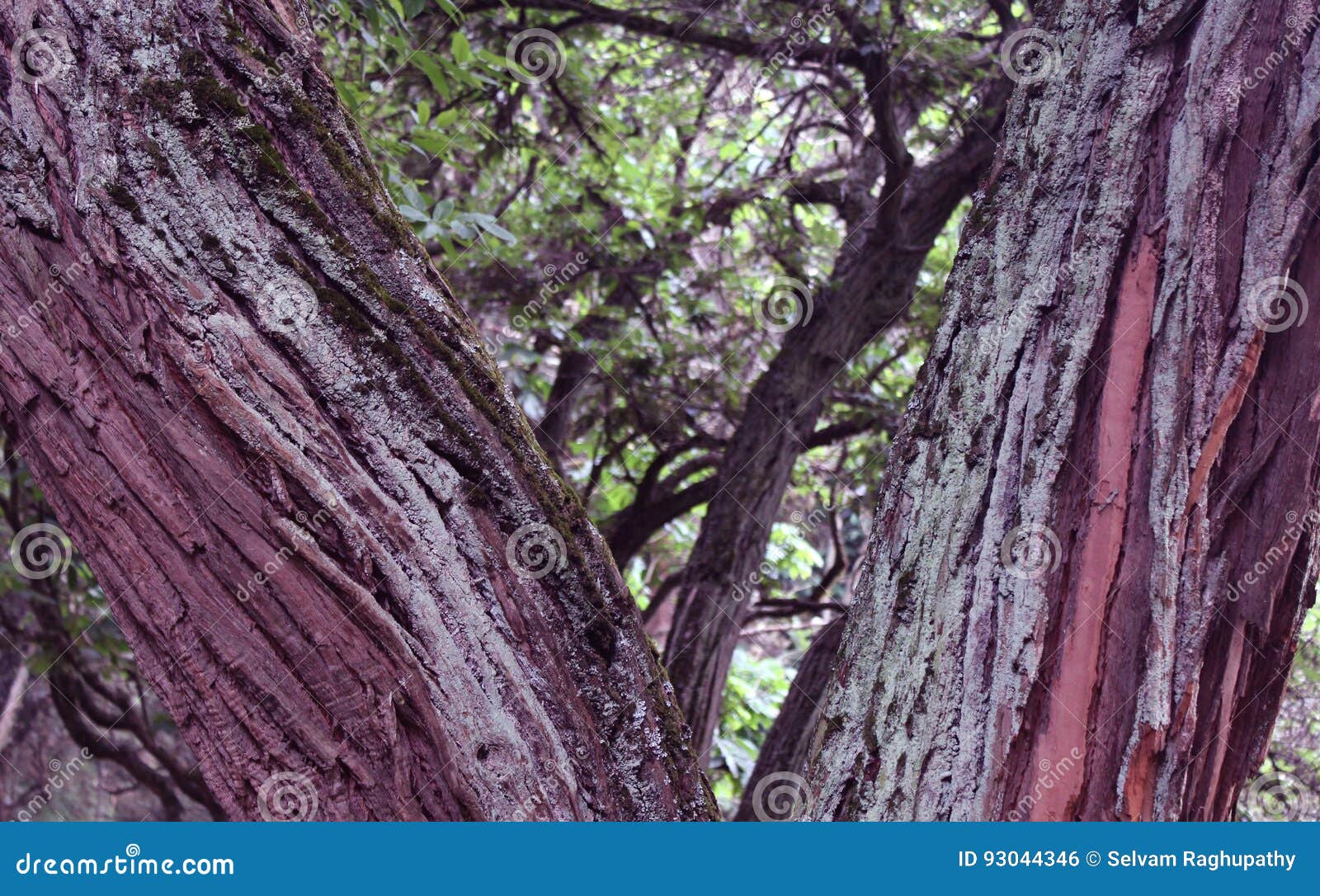 Diverging tree branches stock photo. Image of environmental - 93044346