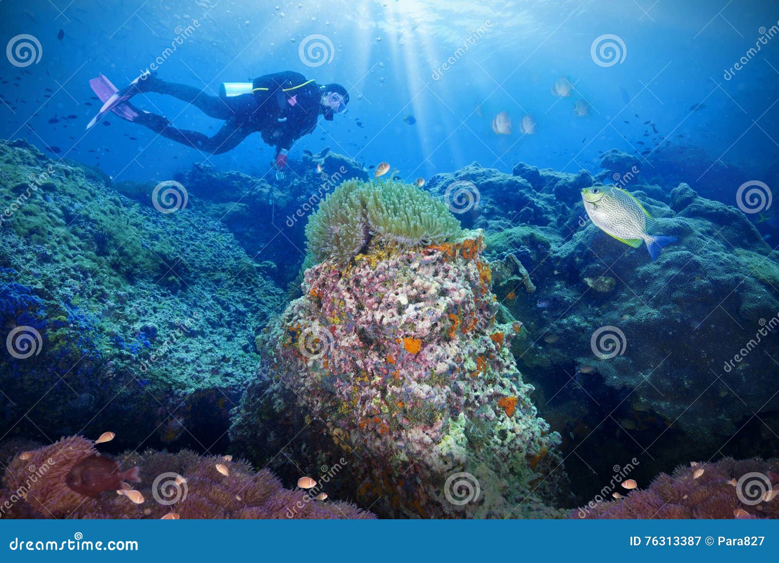 Divers and coral reef stock image. Image of dive, sand - 76313387