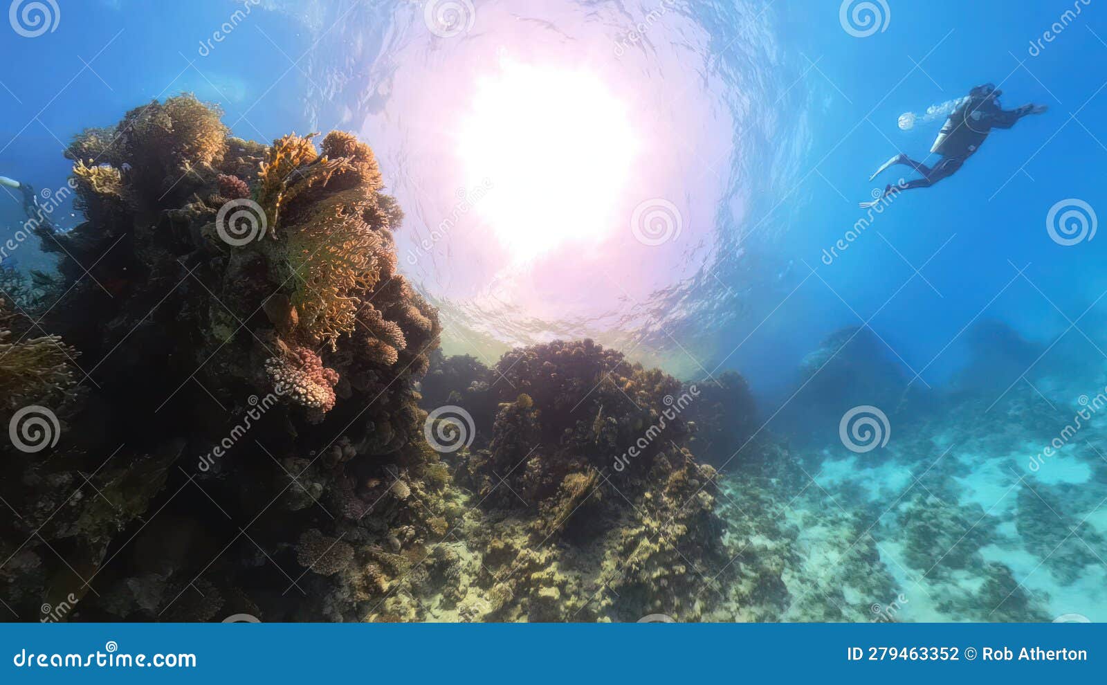 Divers Exploring the Underwater World of the Red Sea Stock Photo ...