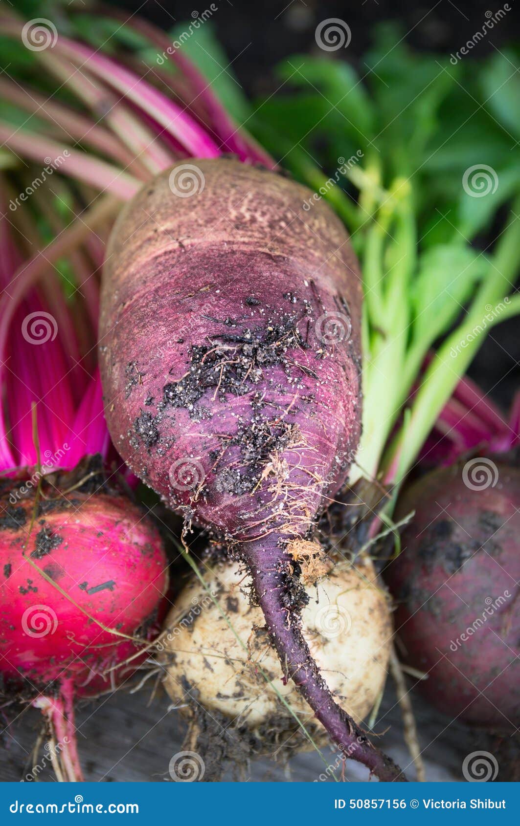 Divers Multicolore De Betterave Rouge, Fin Photo stock - Image du mûr ...