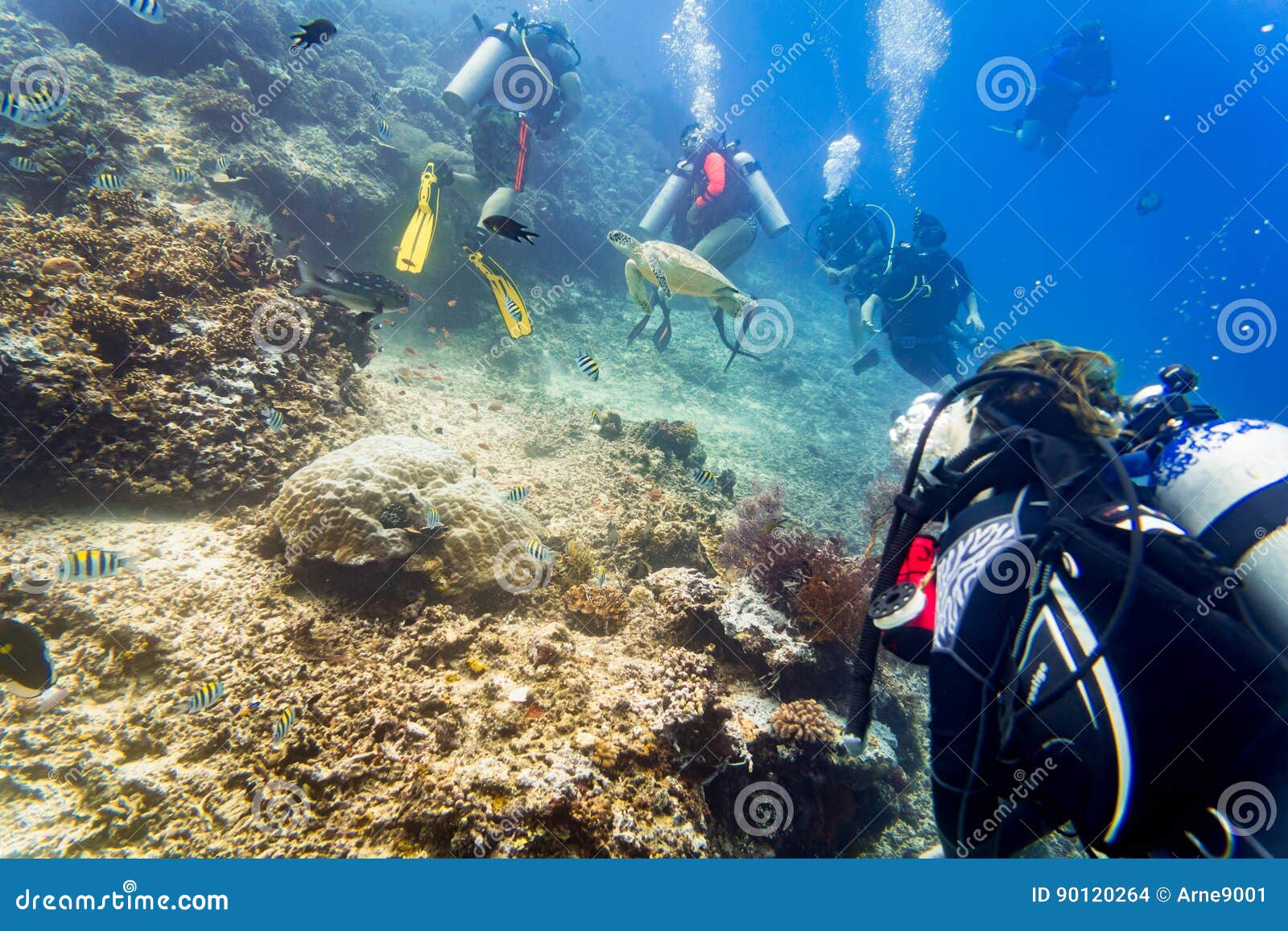 Divers Scuba Diving Looking at Sea Turtle and Fish Under Water Stock ...