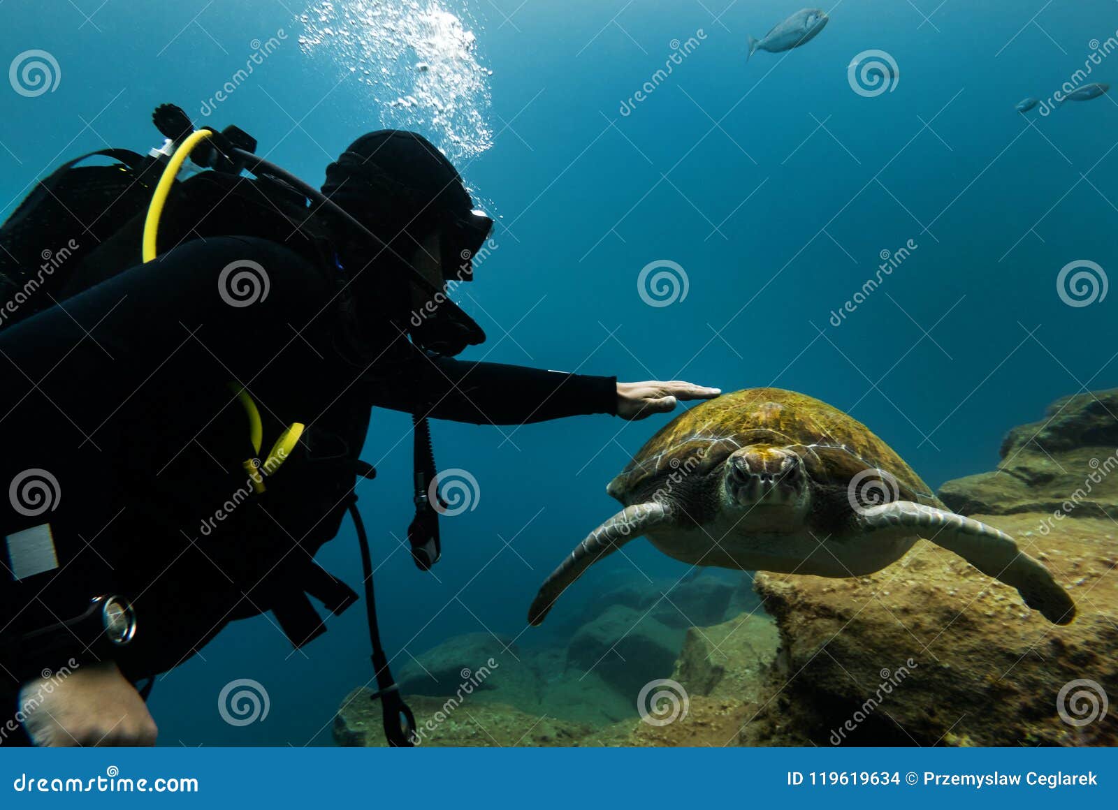 Divers and turtle editorial stock image. Image of spain - 119619634