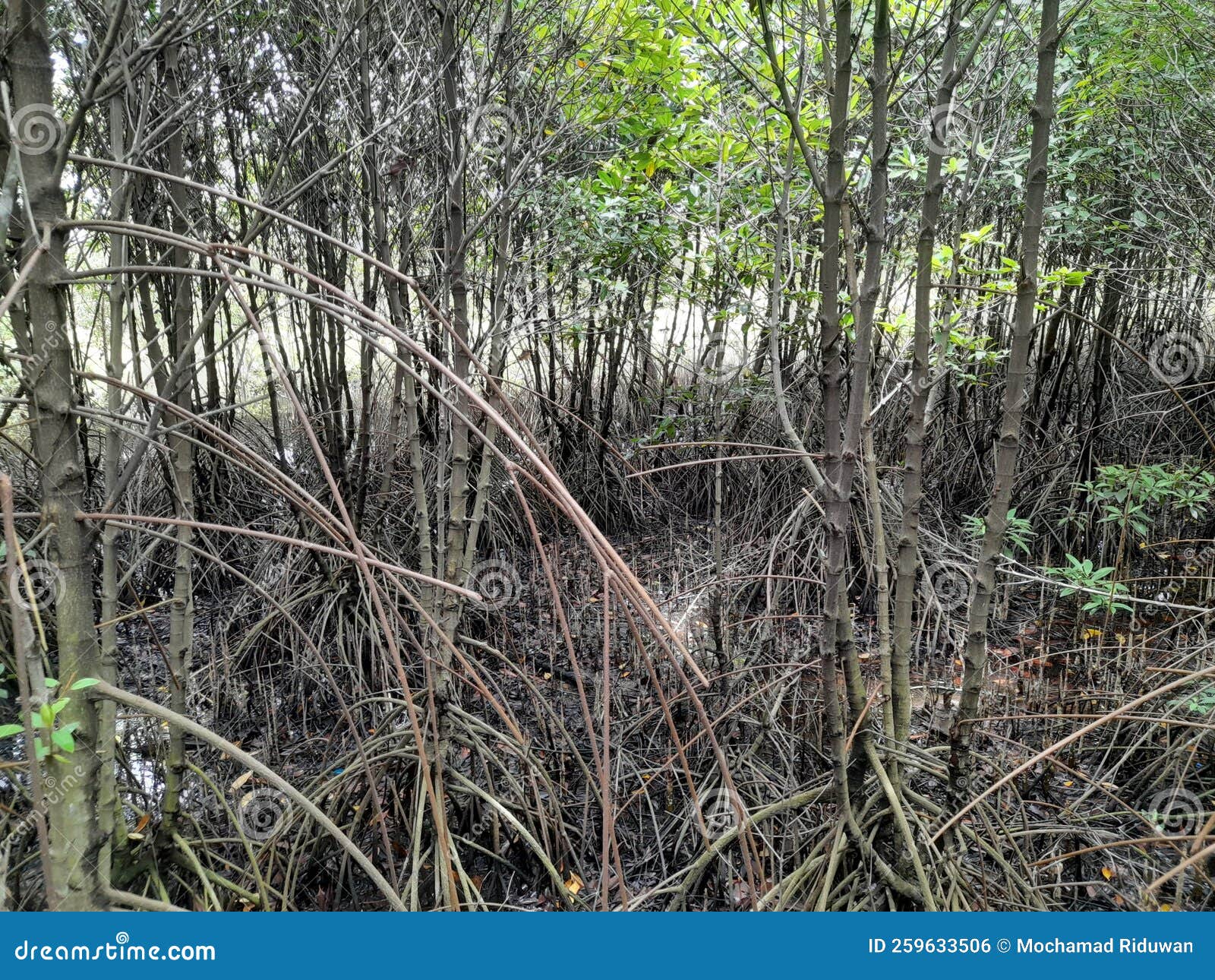 Divers Types De Mangroves Dans La Mangrove Photo stock - Image du herbe ...
