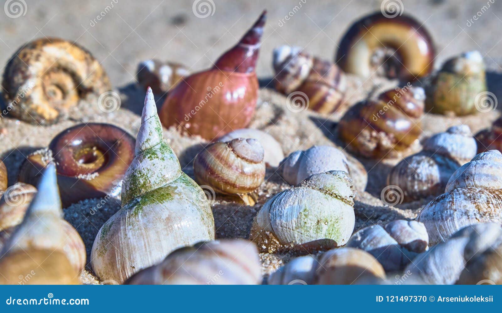 Diversa Arena De Las Conchas Marinas Foto de archivo - Imagen de calcio ...